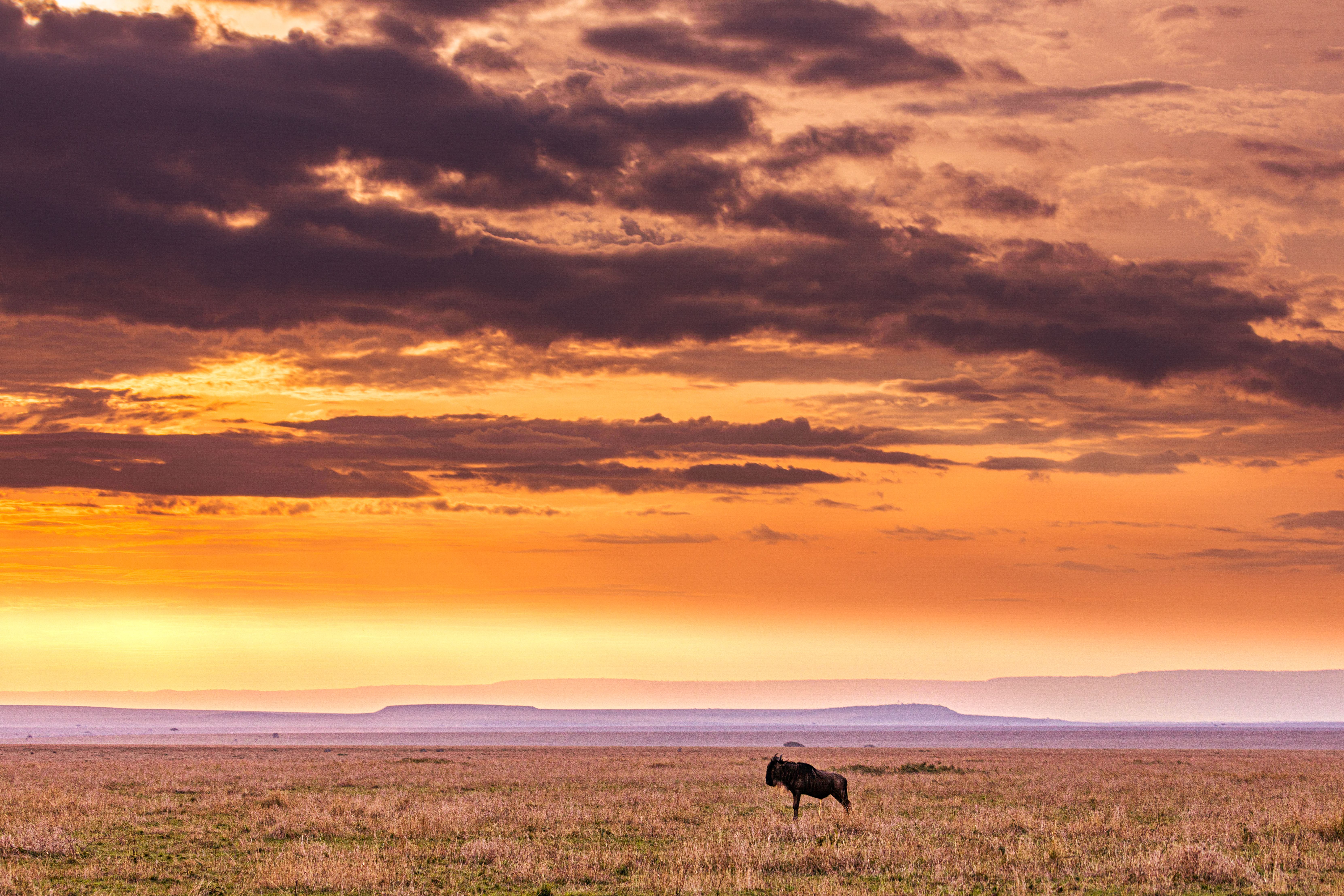 Open Plains Photos, Download The BEST Free Open Plains Stock Photos ...
