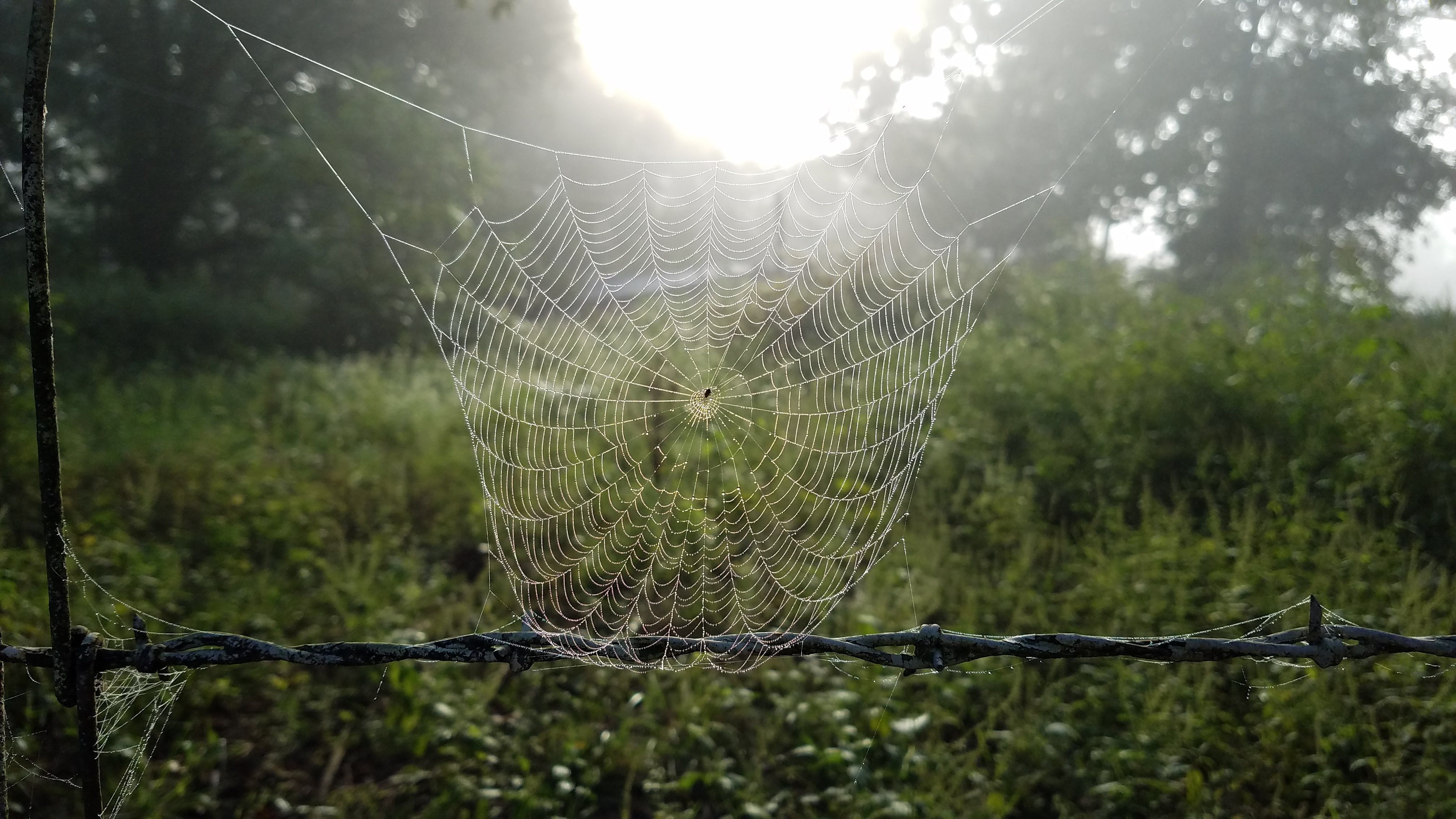 Spider Web Scenes 16 Photos & Videos Collected by Sikes Photos