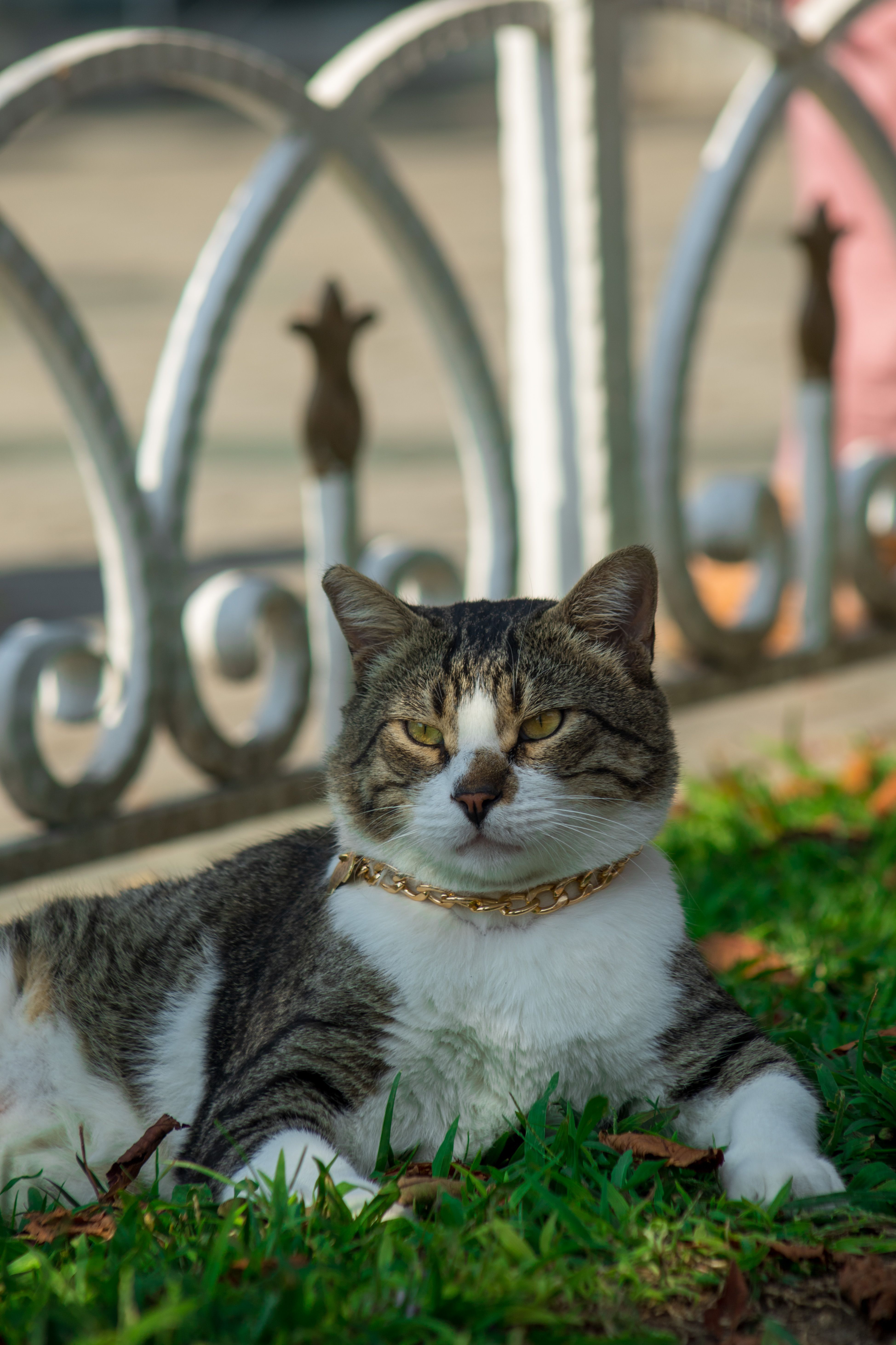 A Domestic Cat with a Gold Collar · Free Stock Photo