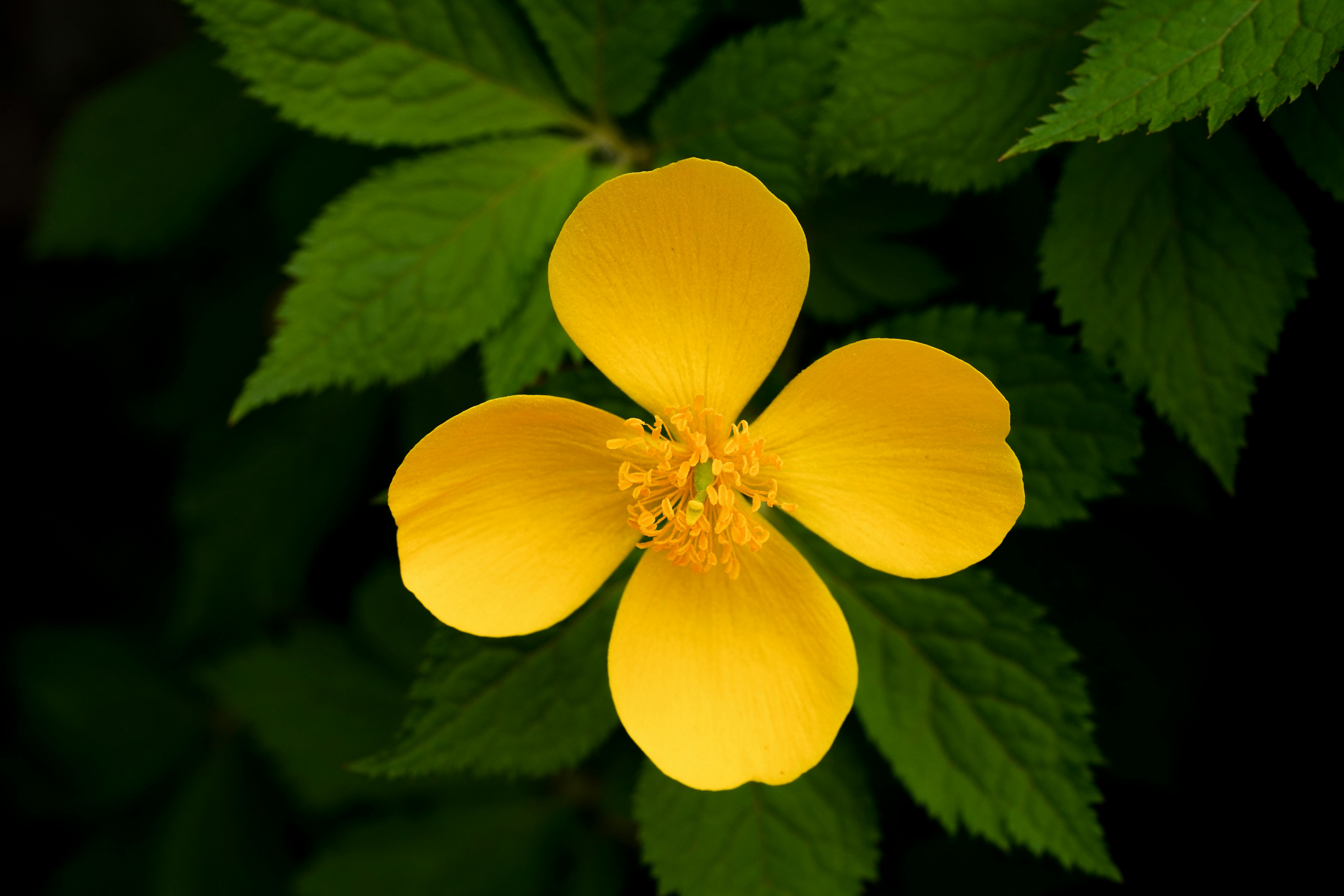 A Yellow Poppy Flower in Full Bloom · Free Stock Photo