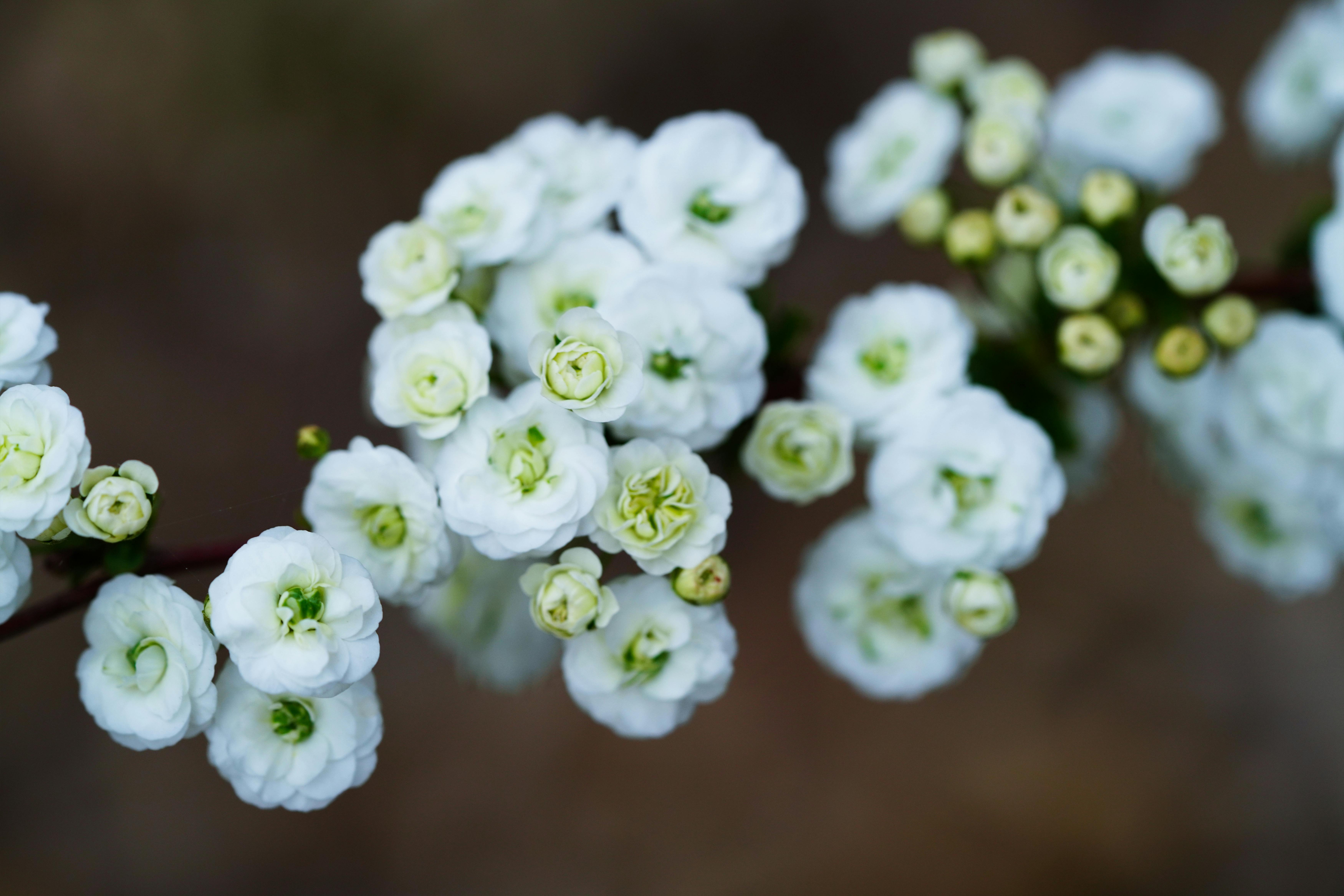 White Flowers in Close Up Photography · Free Stock Photo