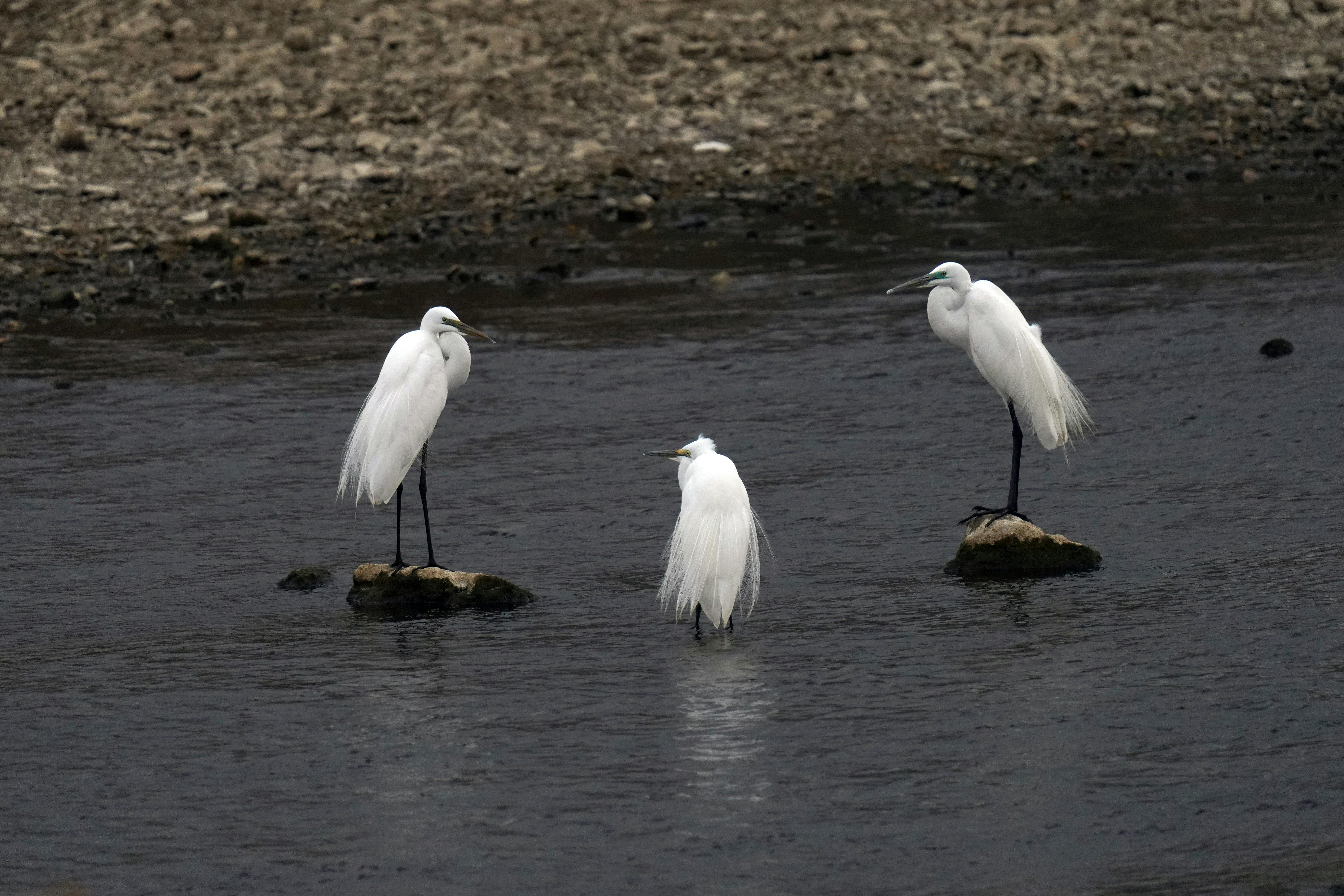 Egrets on Rocks · Free Stock Photo
