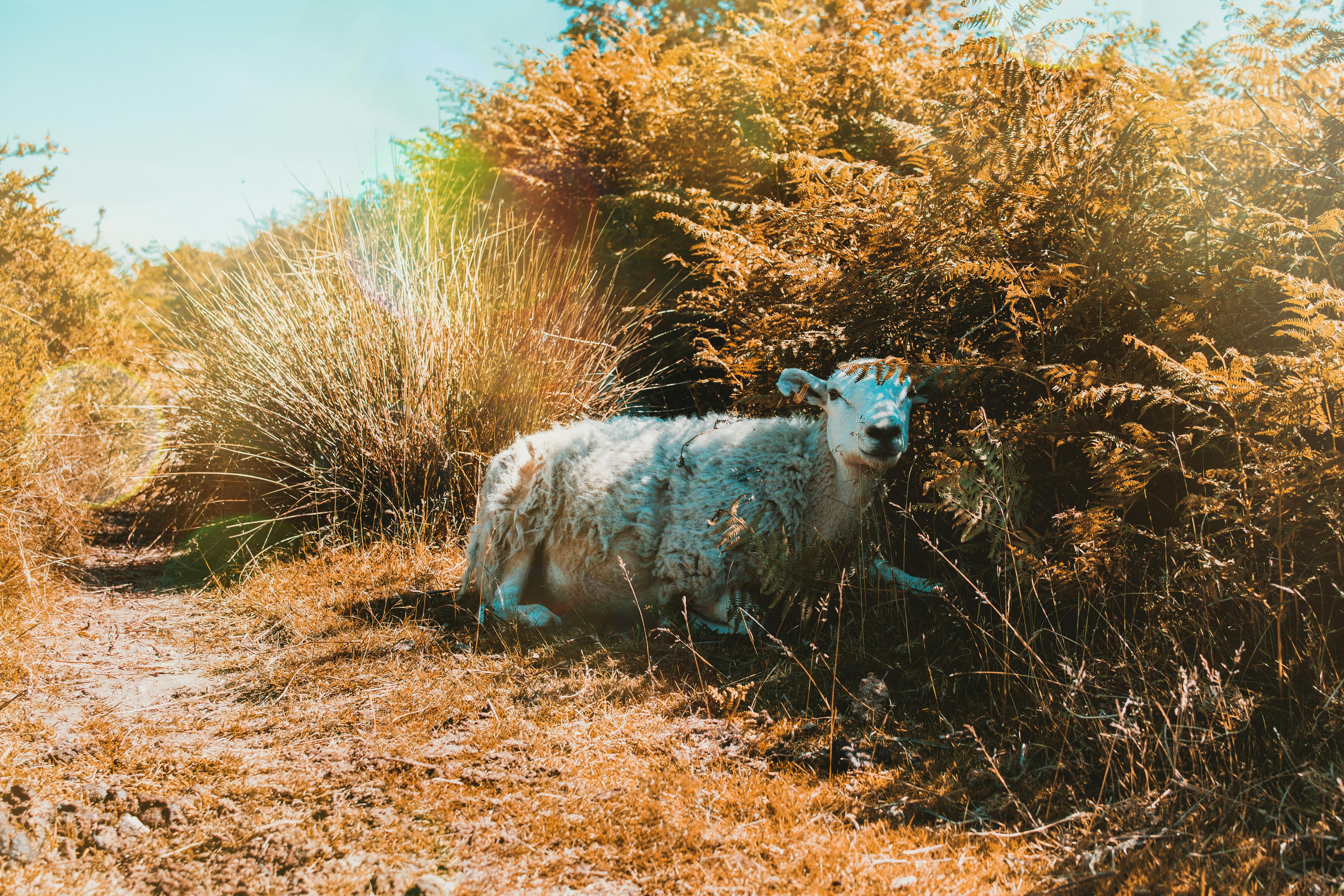 Lamb Laying On Grass · Free Stock Photo