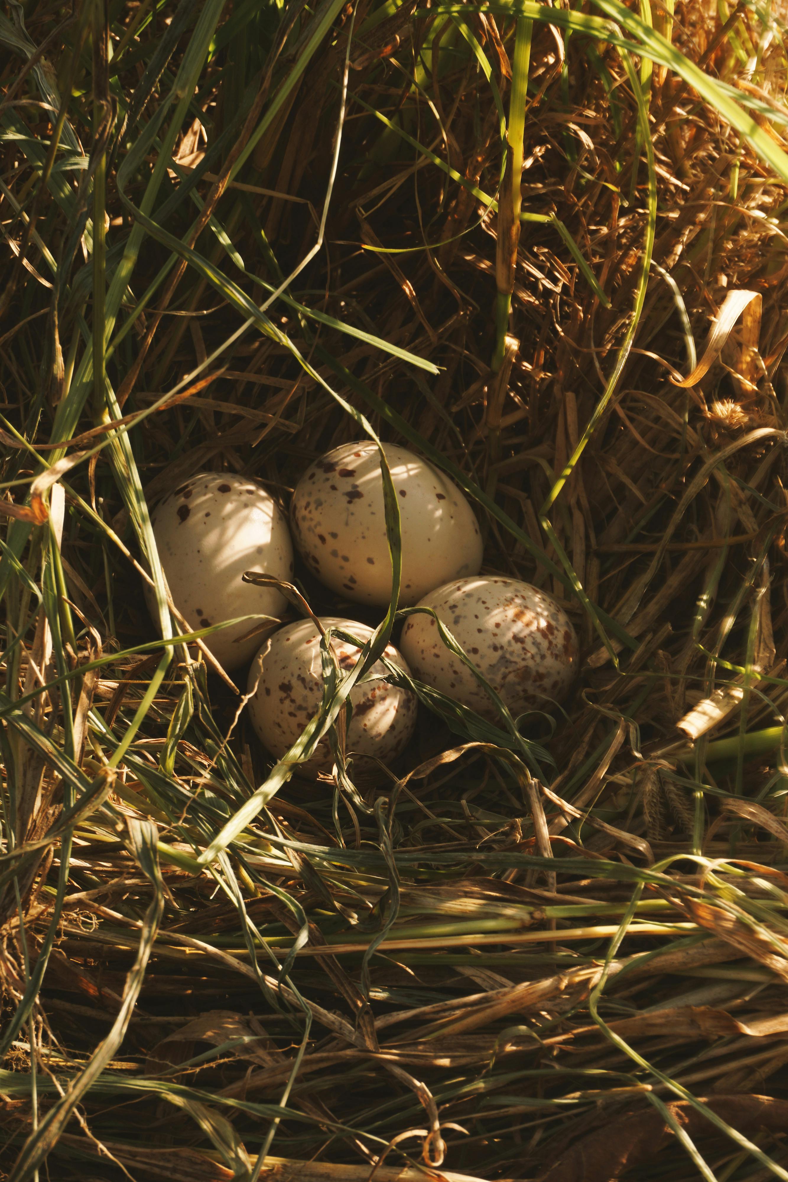 Tilt Shift Photo of Two White Bird Eggs on a Nest · Free Stock Photo