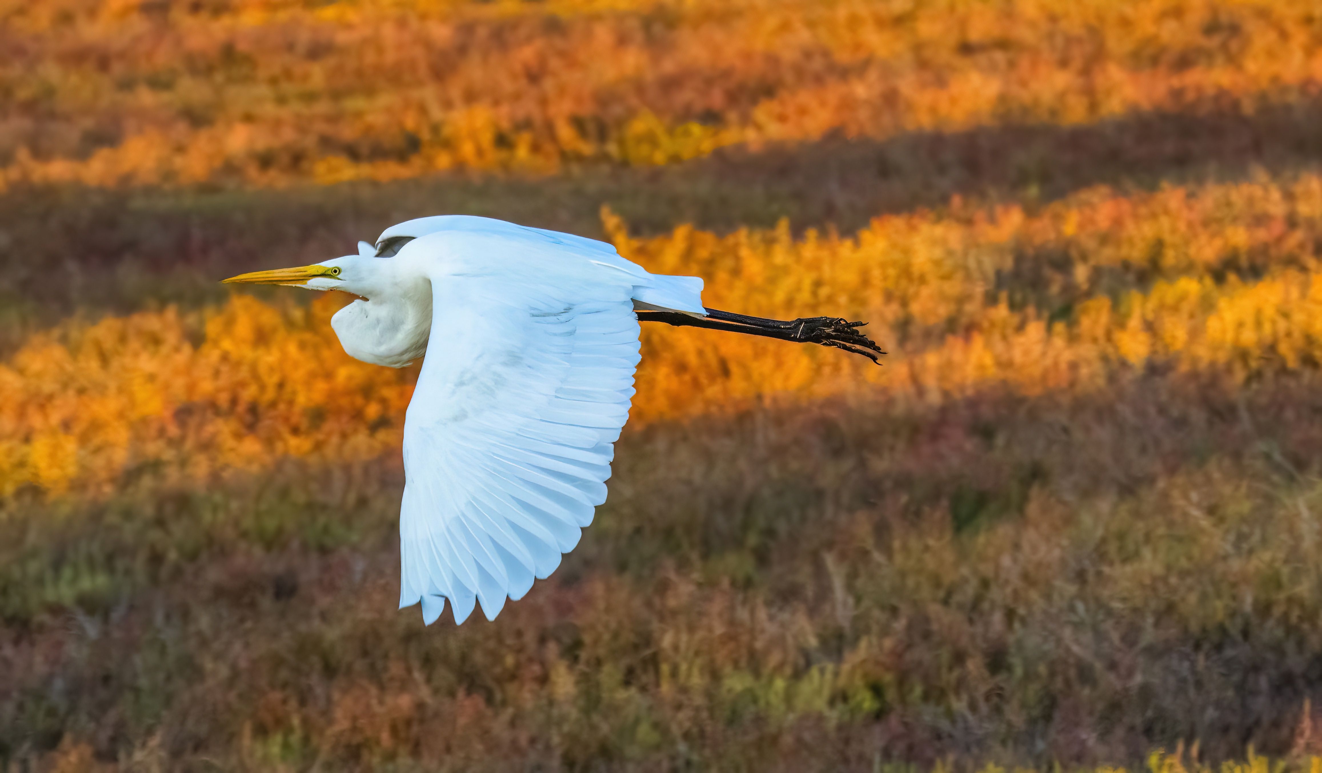 Close-up of a Bird in Flight · Free Stock Photo