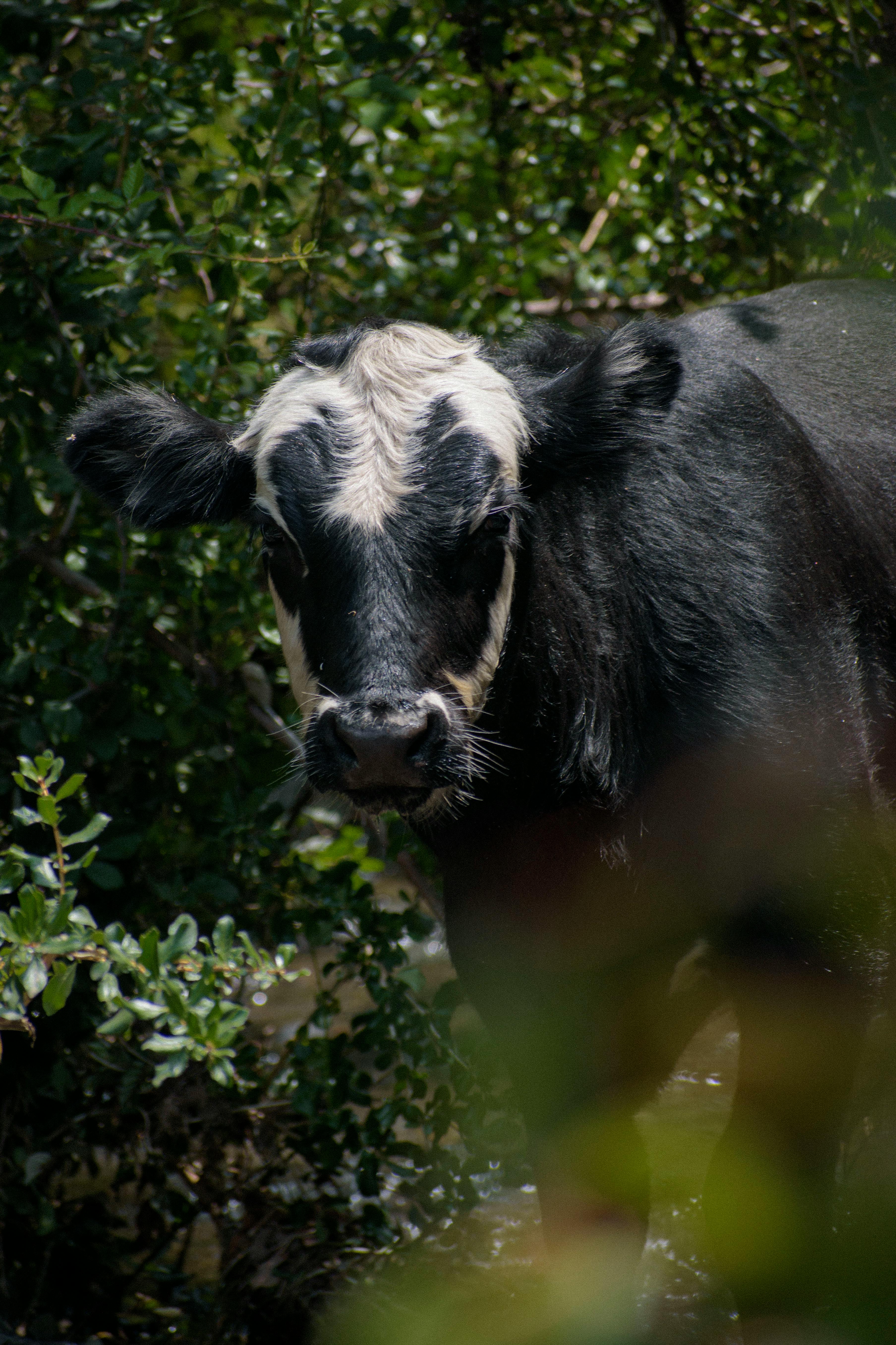 Close up of Cow Leg and Hoof · Free Stock Photo
