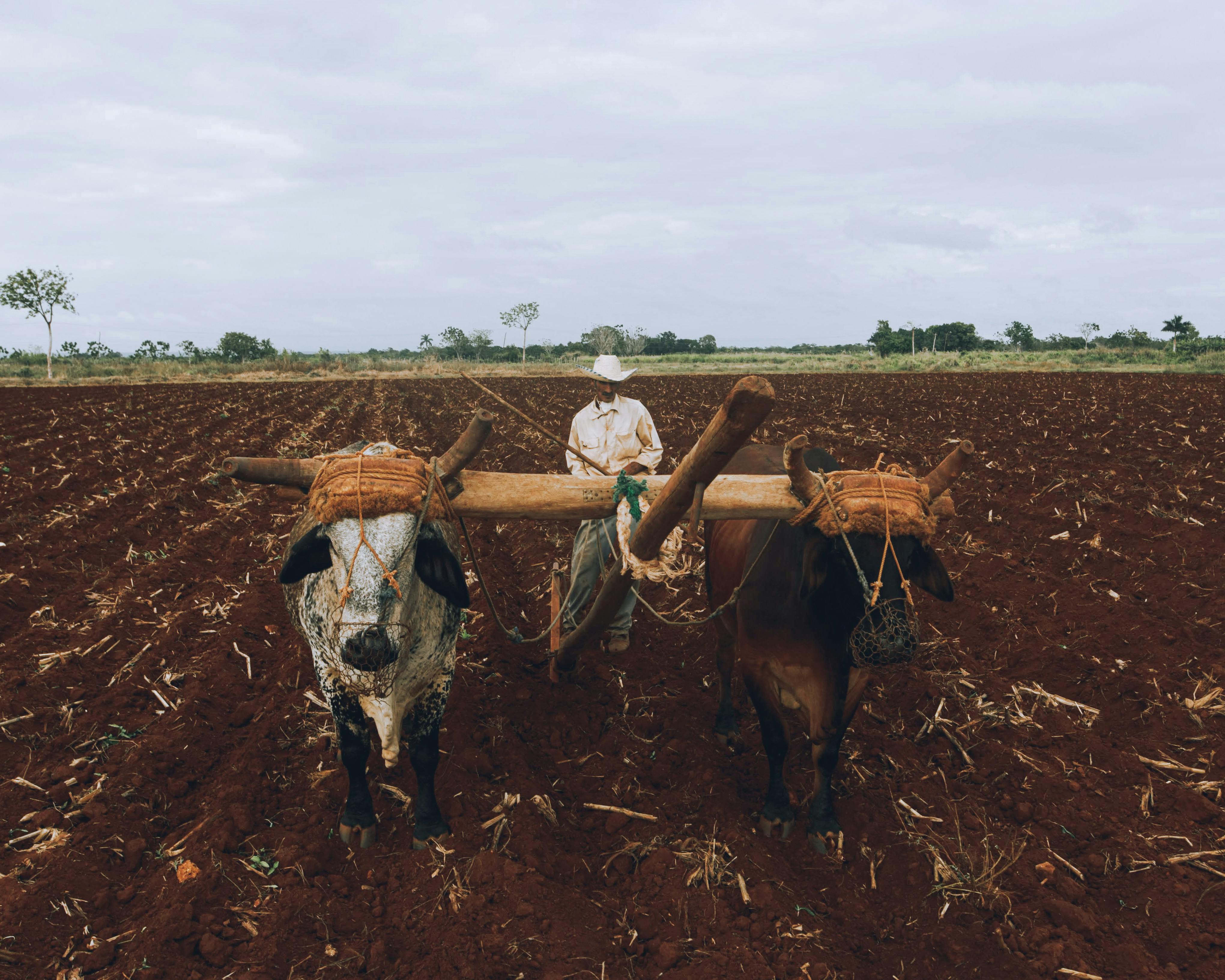 Ploughing Photos, Download The BEST Free Ploughing Stock Photos & HD Images