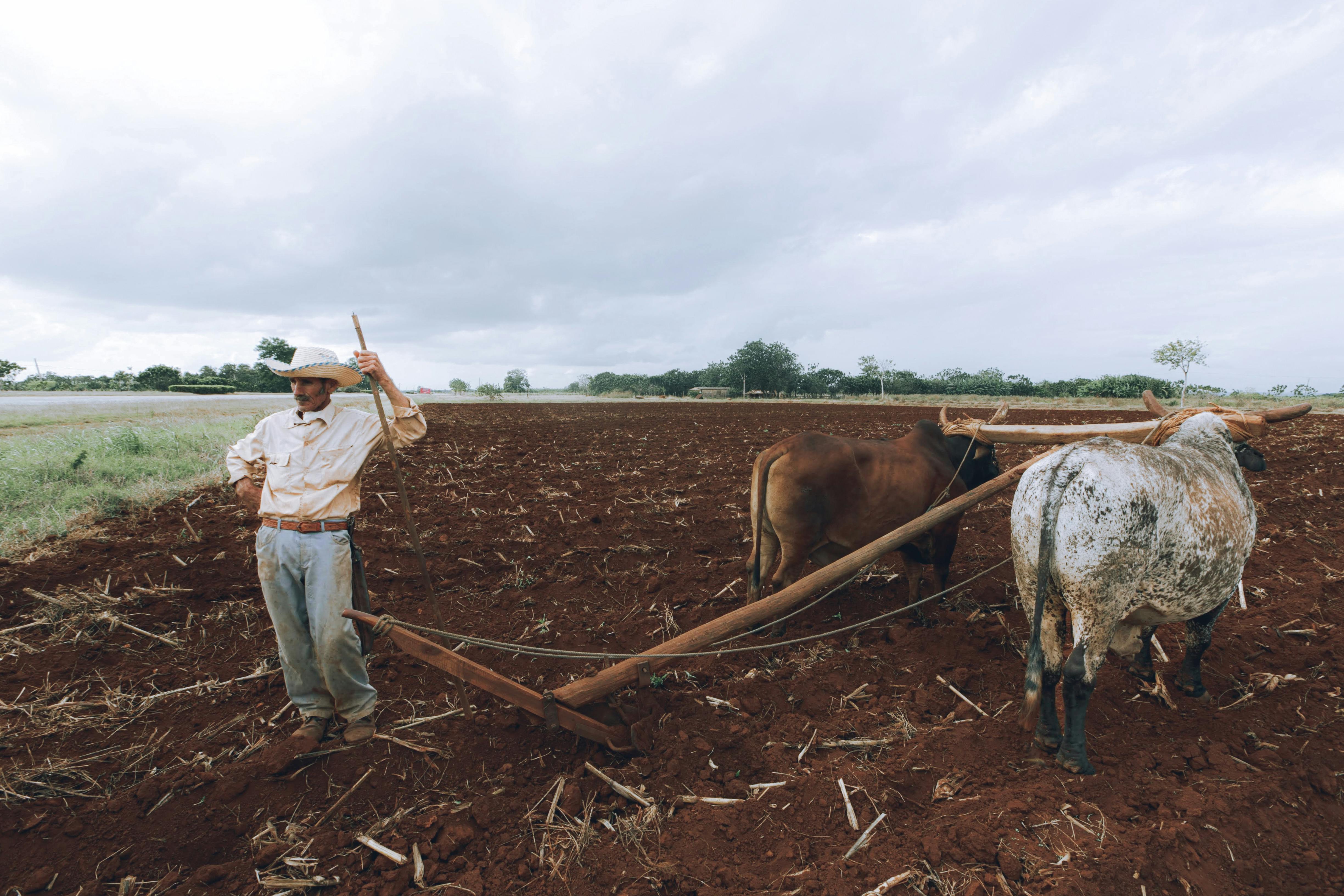 Man Plowing Field Using Traditional Methods · Free Stock Photo