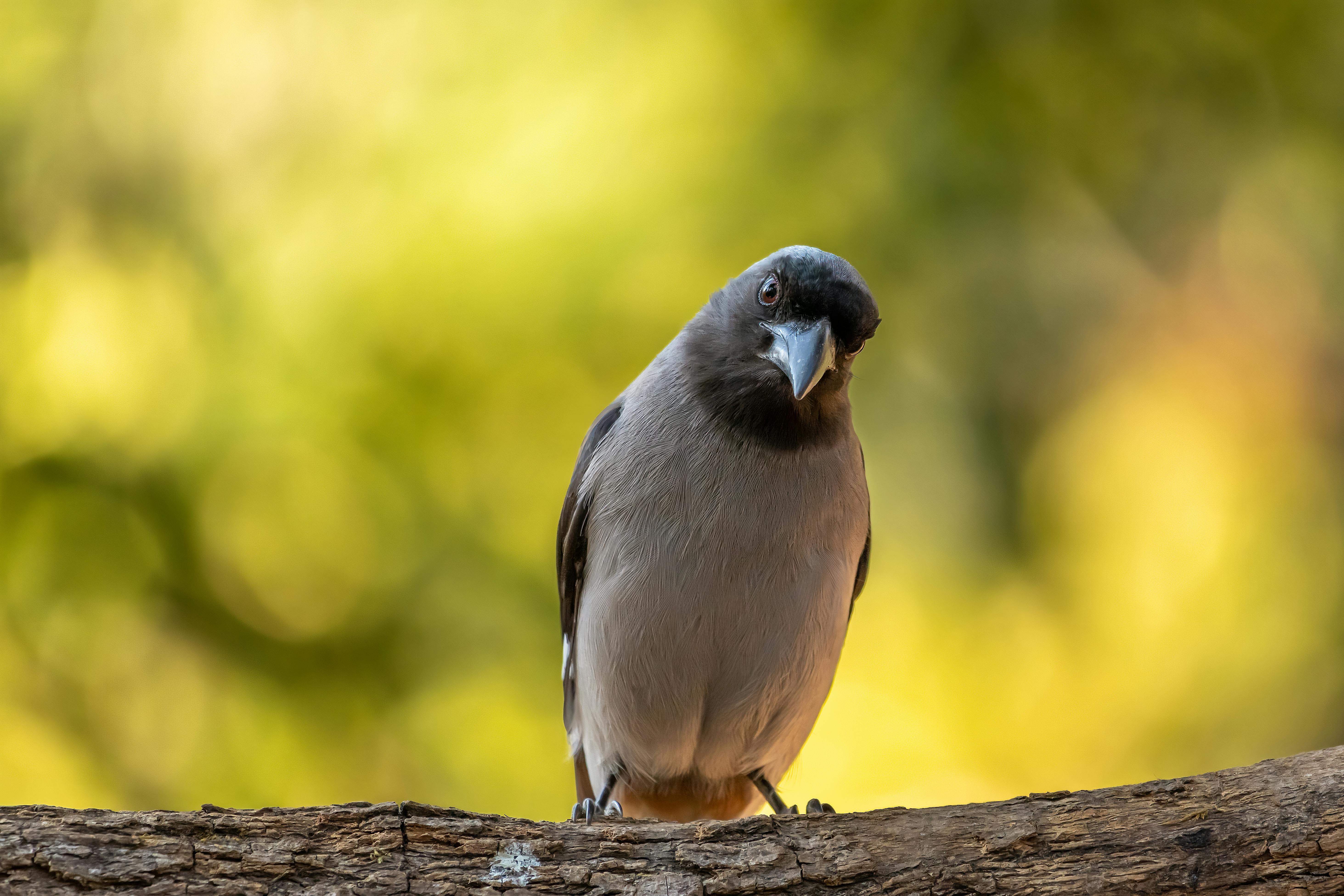 Grey Treepie Photos, Download The BEST Free Grey Treepie Stock Photos ...