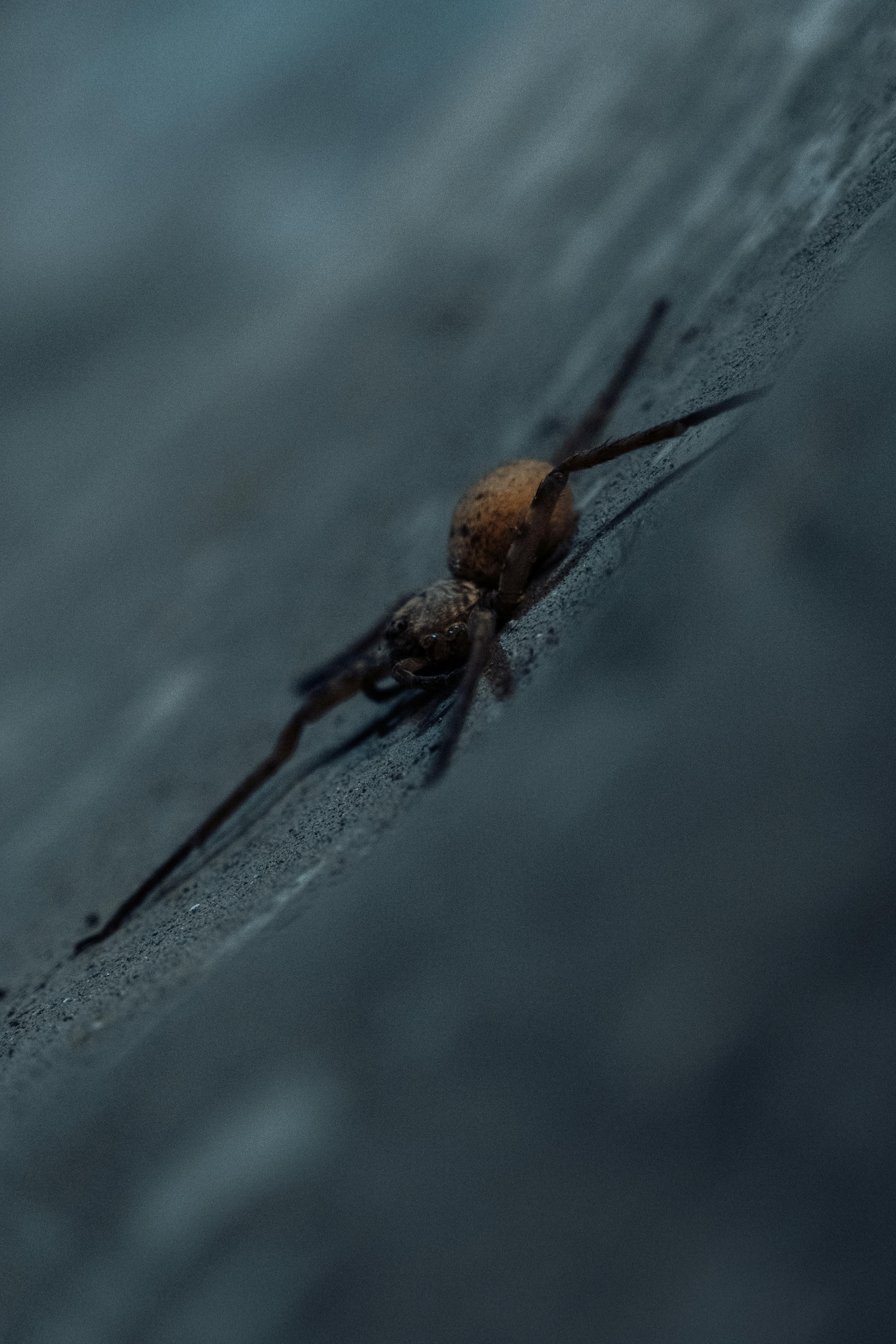Close-up Photography of Spider on Top of the Leaf · Free Stock Photo