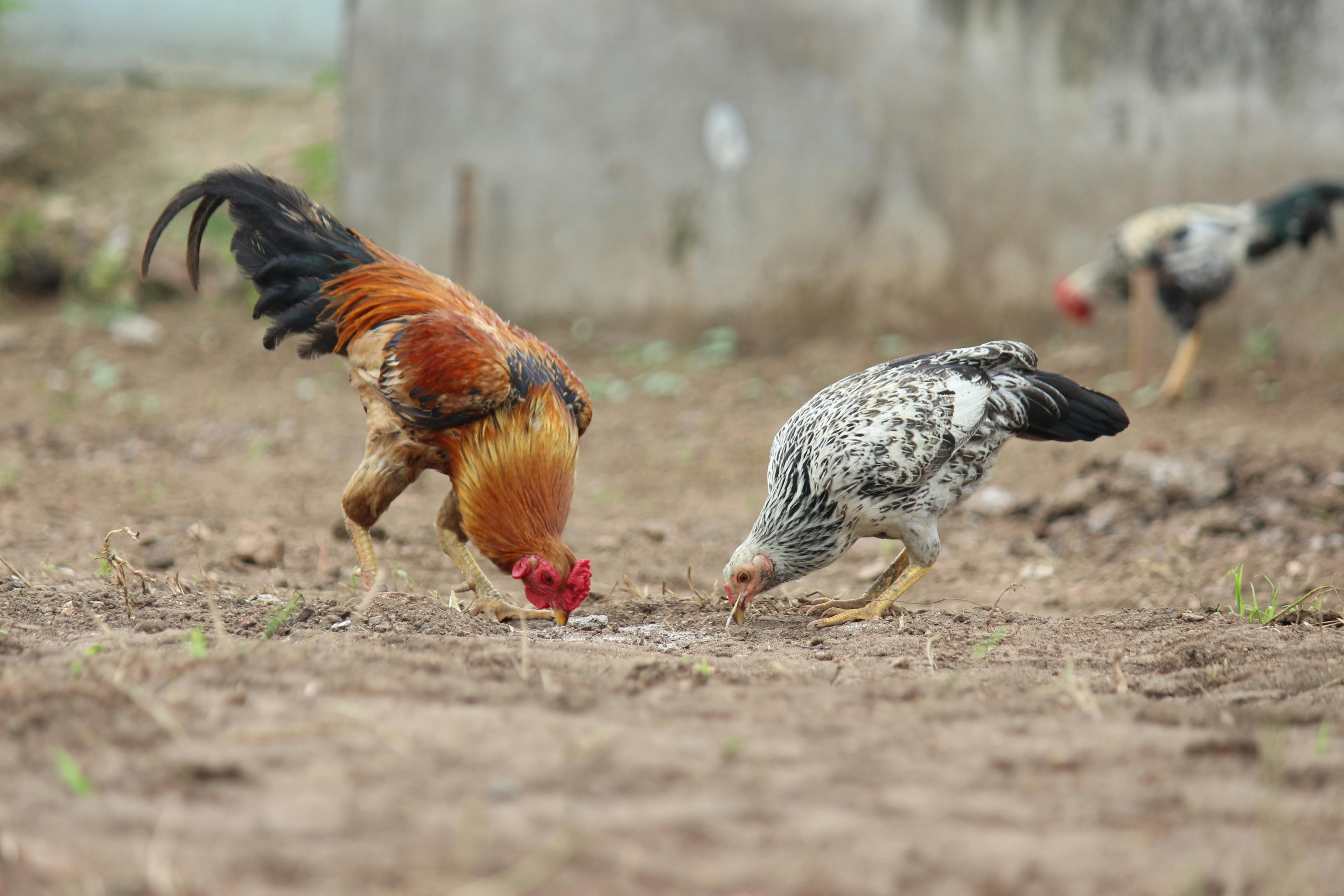 Photograph of Chickens Eating · Free Stock Photo
