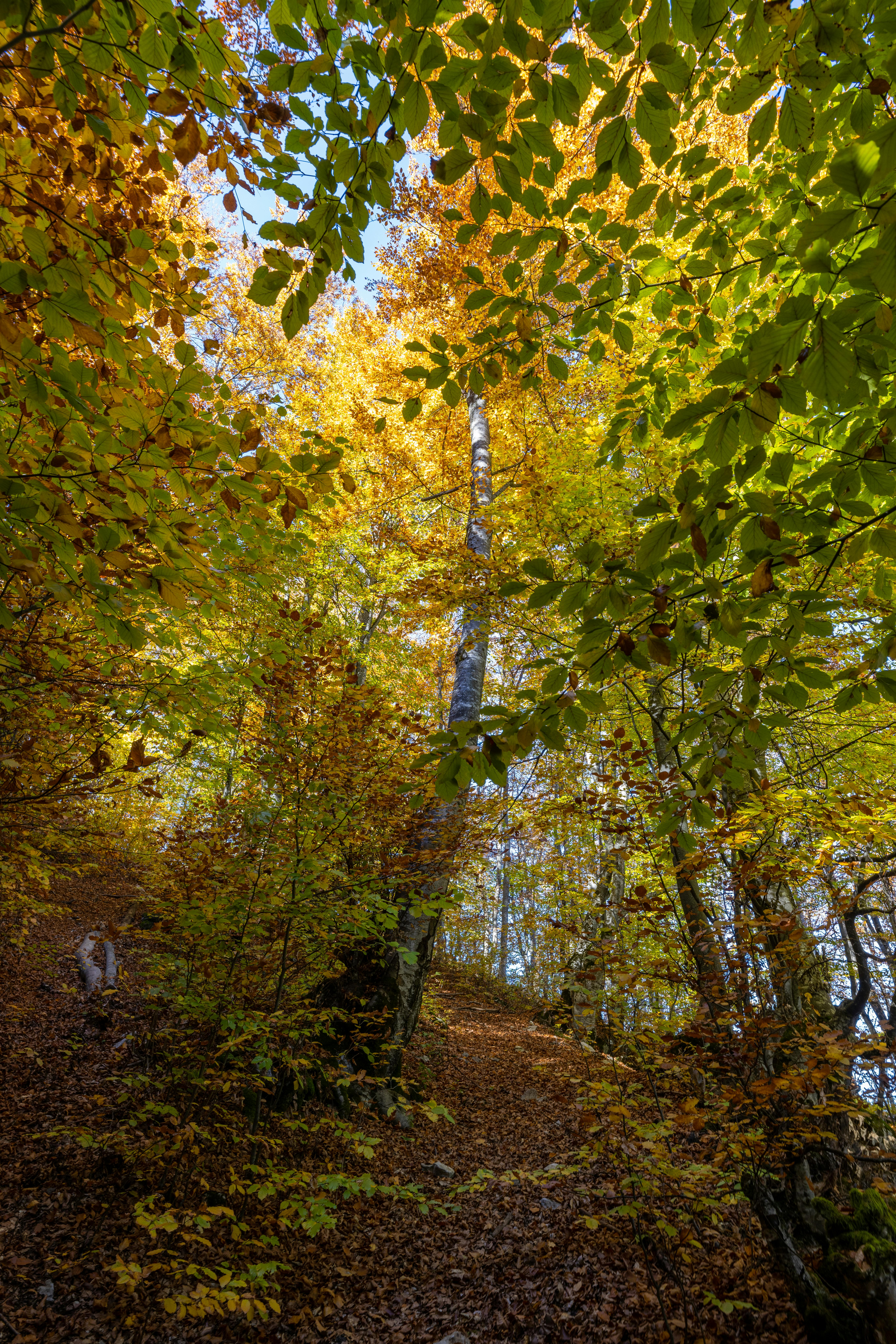 Red Trees · Free Stock Photo