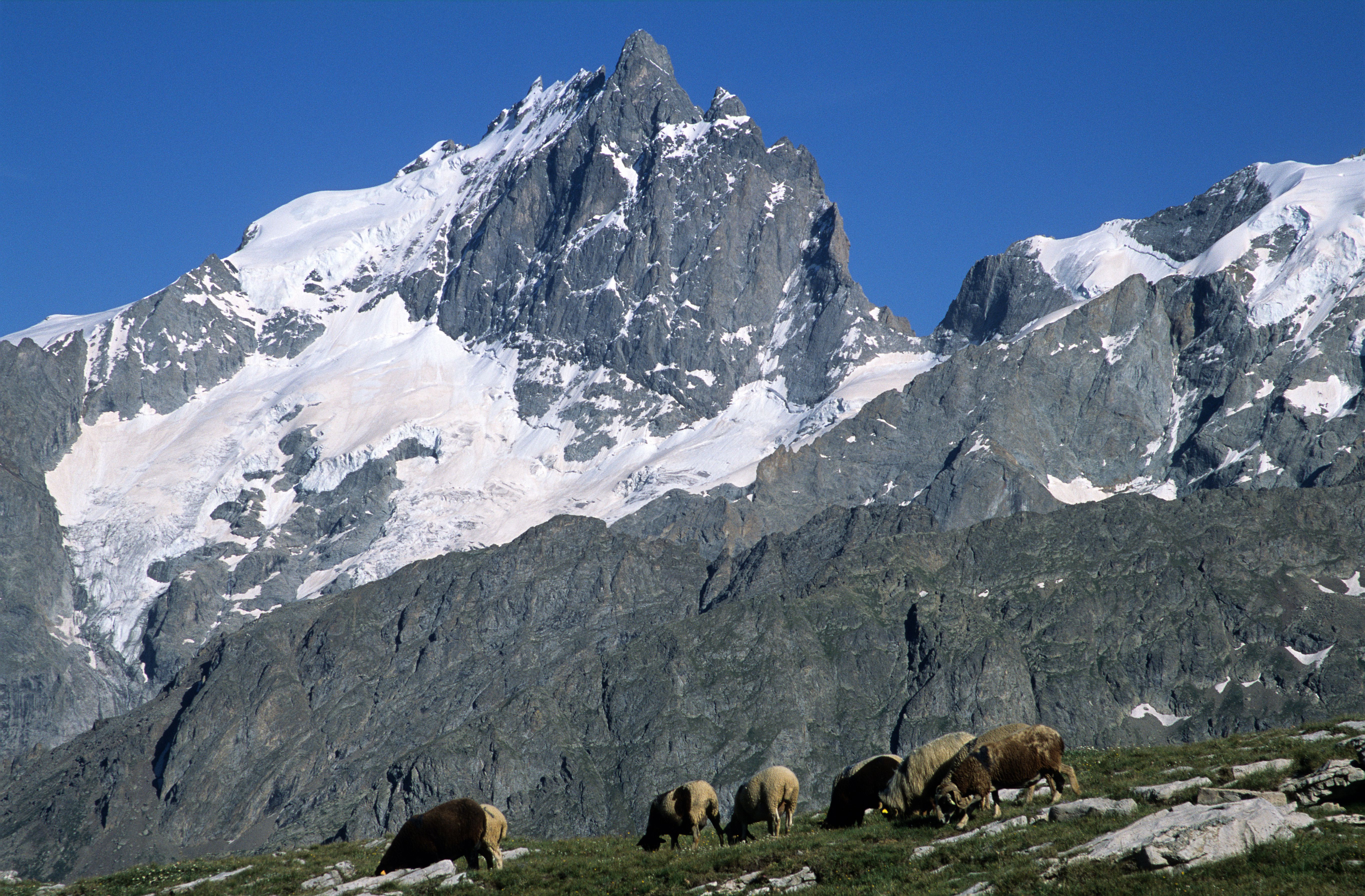 Dumba Sheep Photos, Download Free Dumba Sheep Stock Photos & HD Images