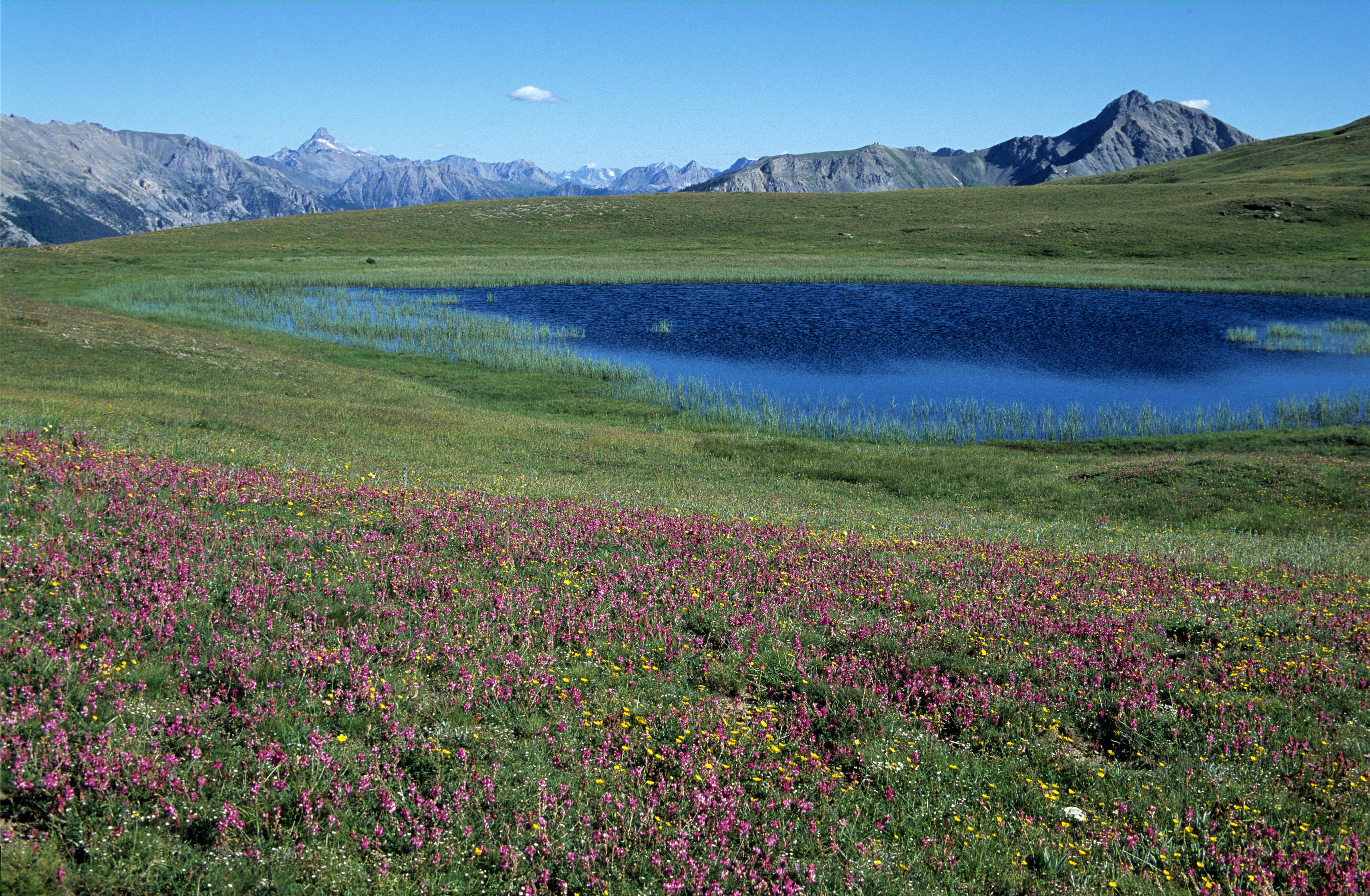 Green Grass Field Near Lake · Free Stock Photo