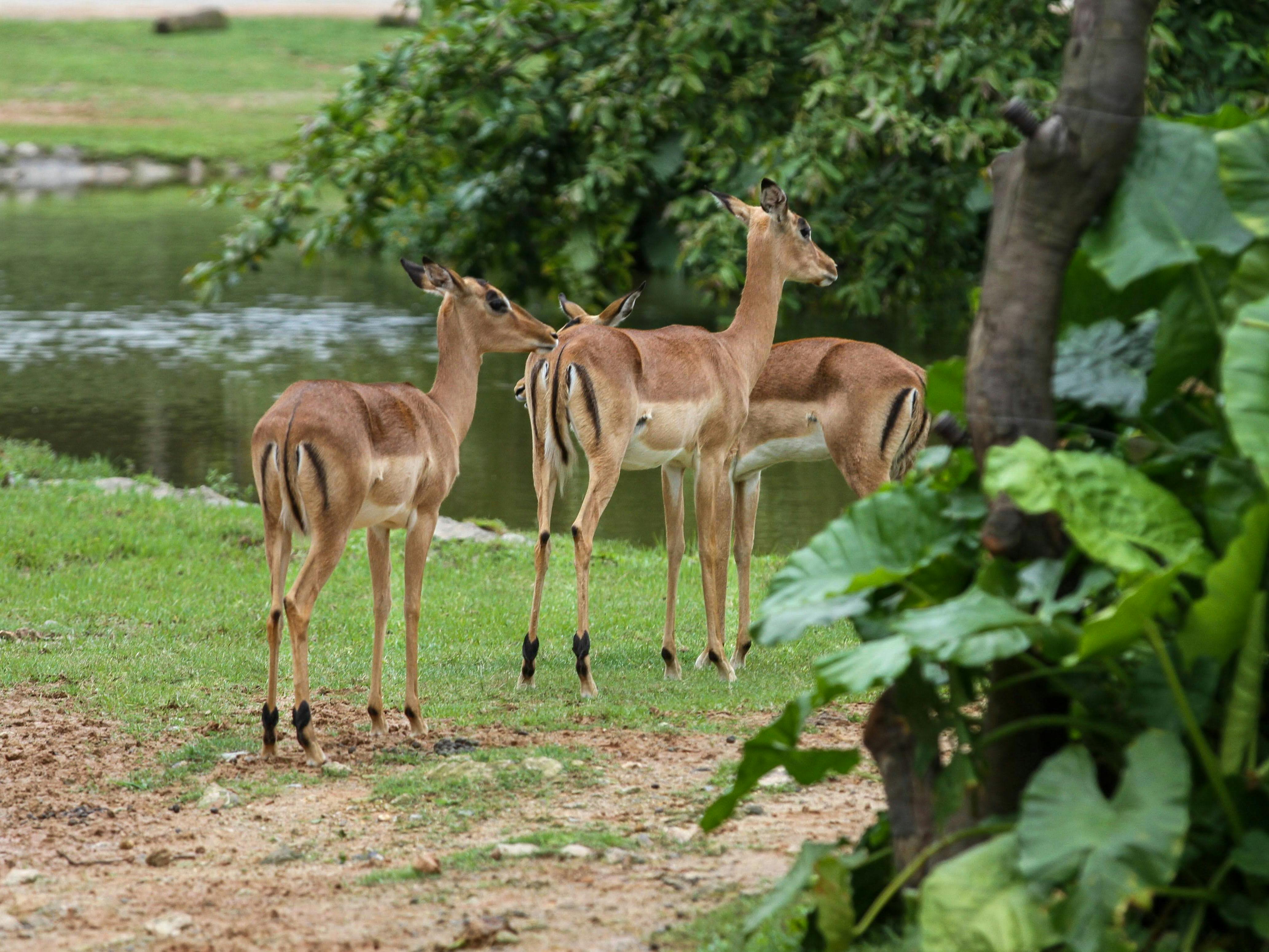 Deer near River · Free Stock Photo