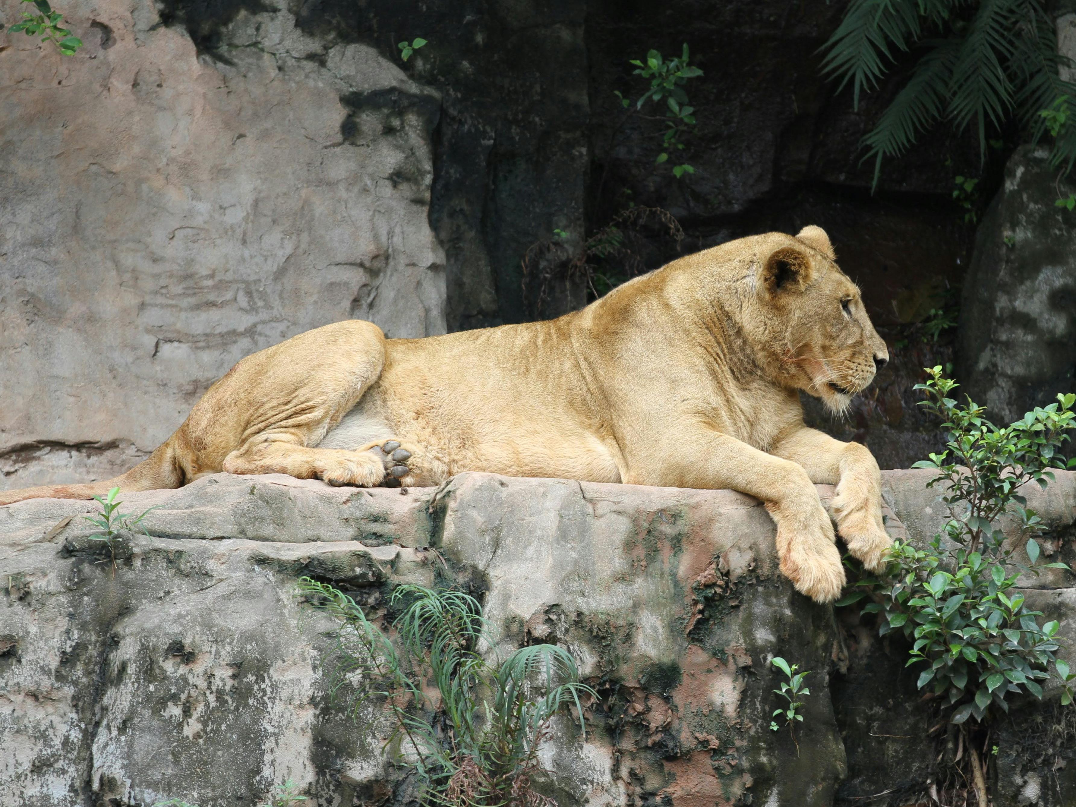 Lion on Tree · Free Stock Photo