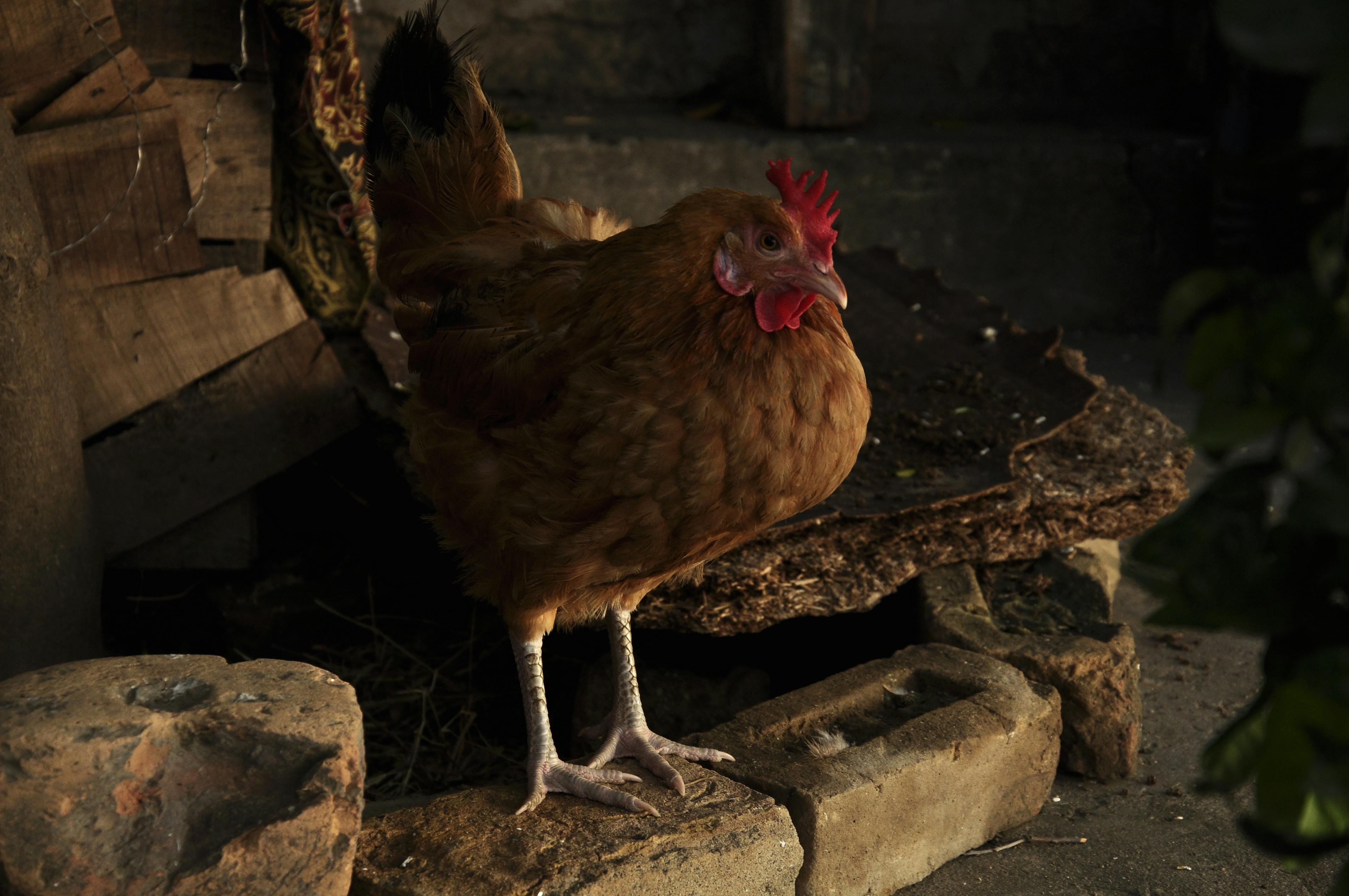 One Hen Photos, Download The BEST Free One Hen Stock Photos & HD Images