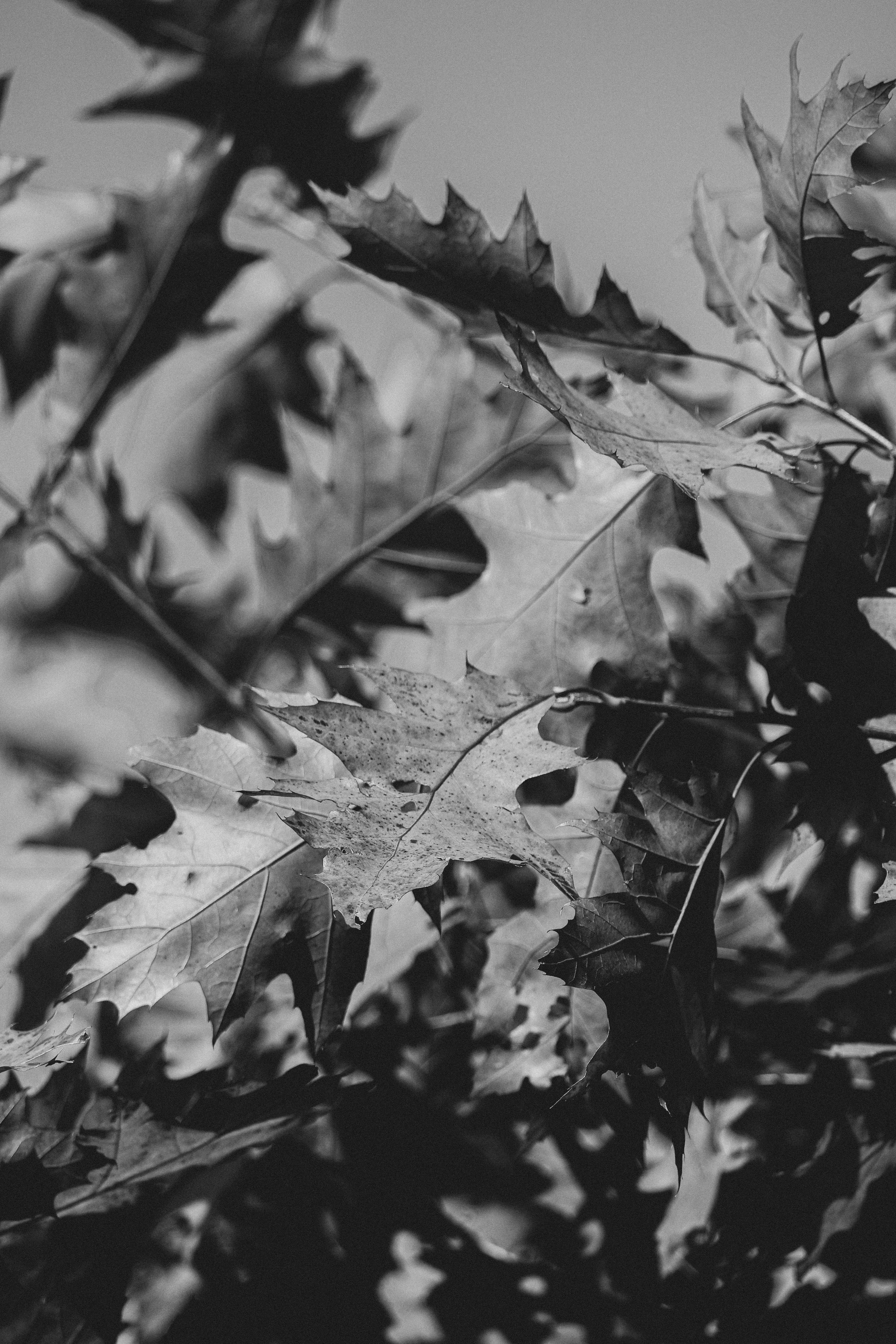Grayscale Photo of Leaves · Free Stock Photo
