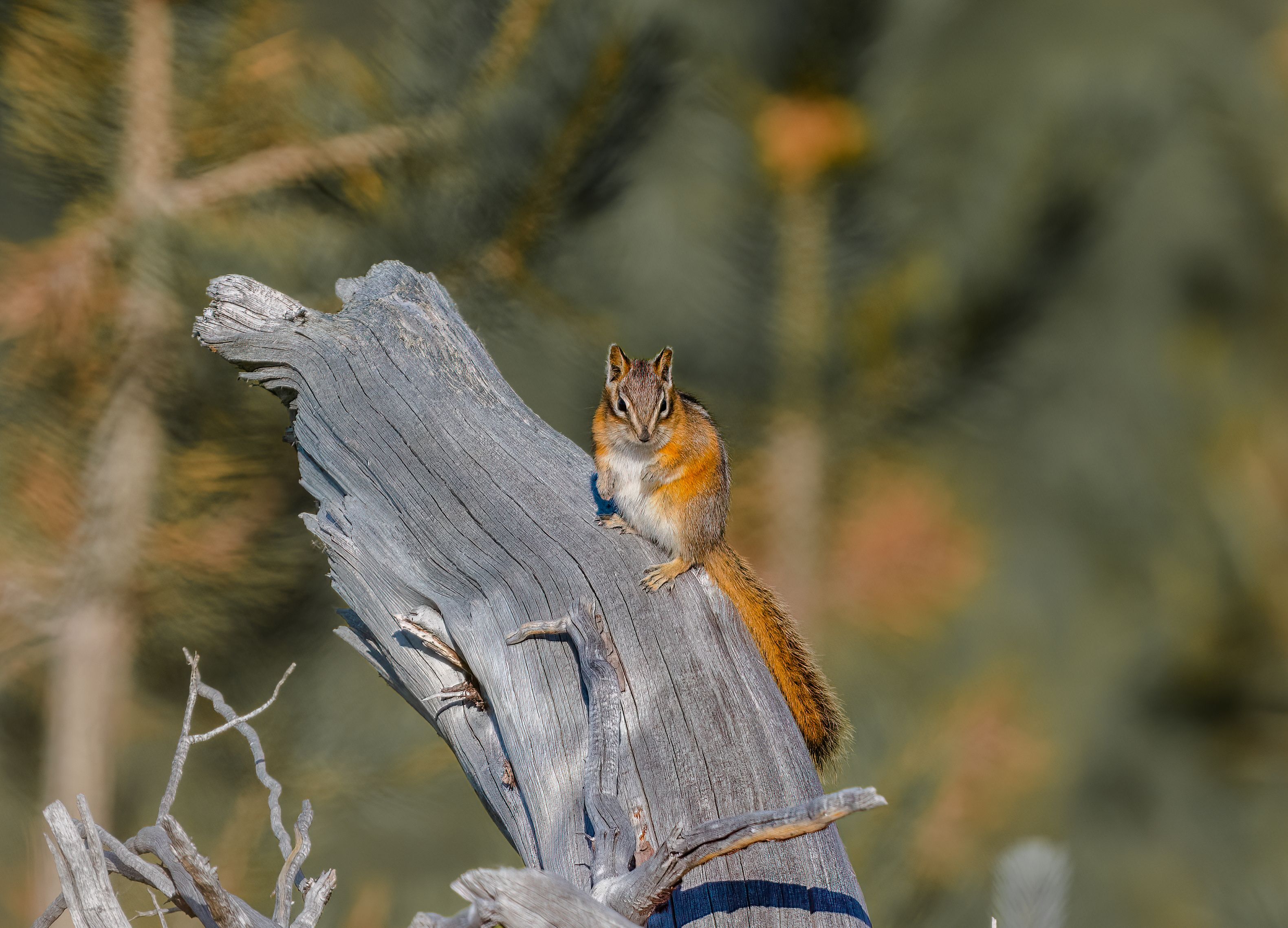 Close-Up Shot of a Red-Tailed Chipmunk on Wood Log · Free Stock Photo