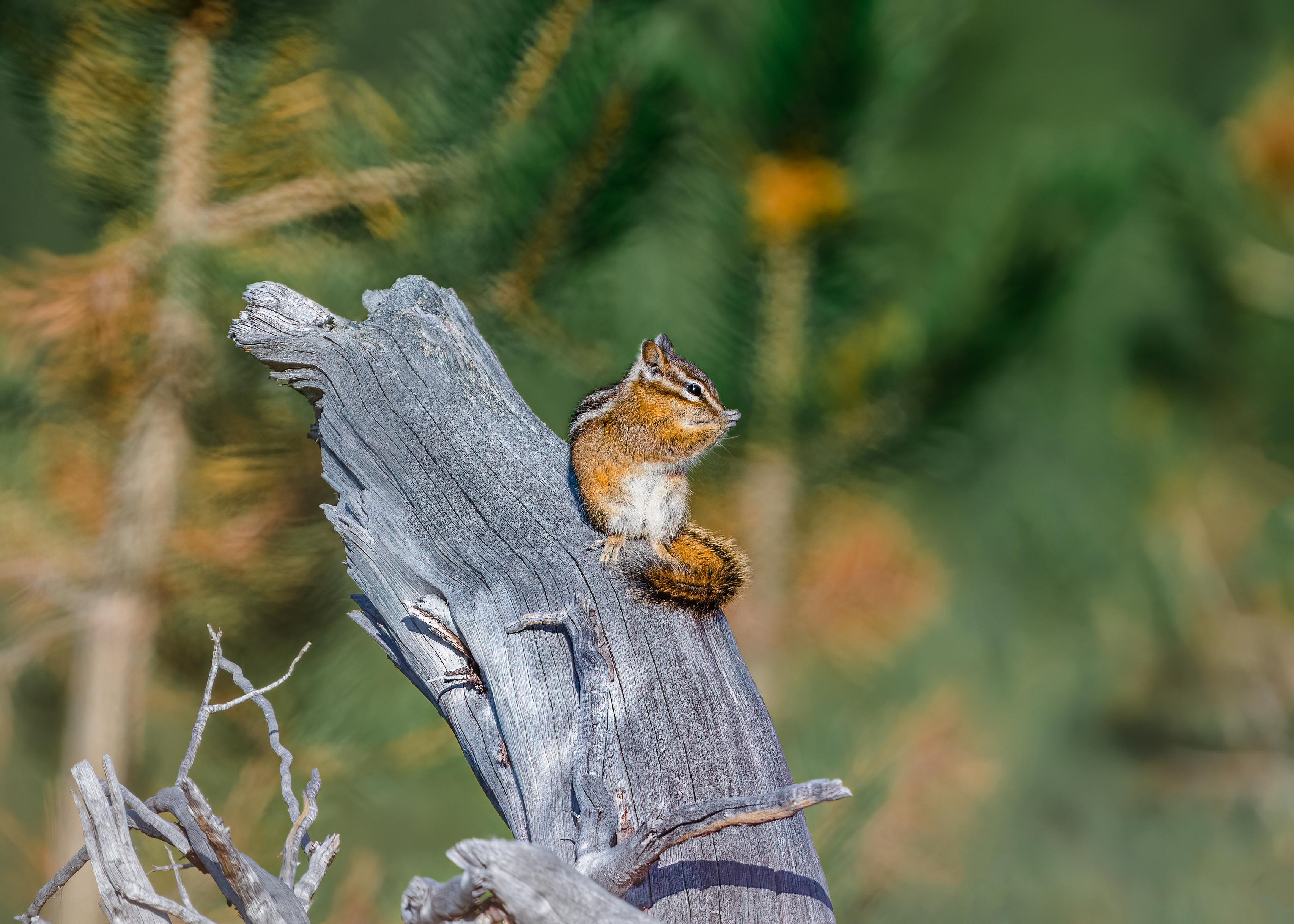 Chipmunks Climbing down Tree Trunk · Free Stock Photo