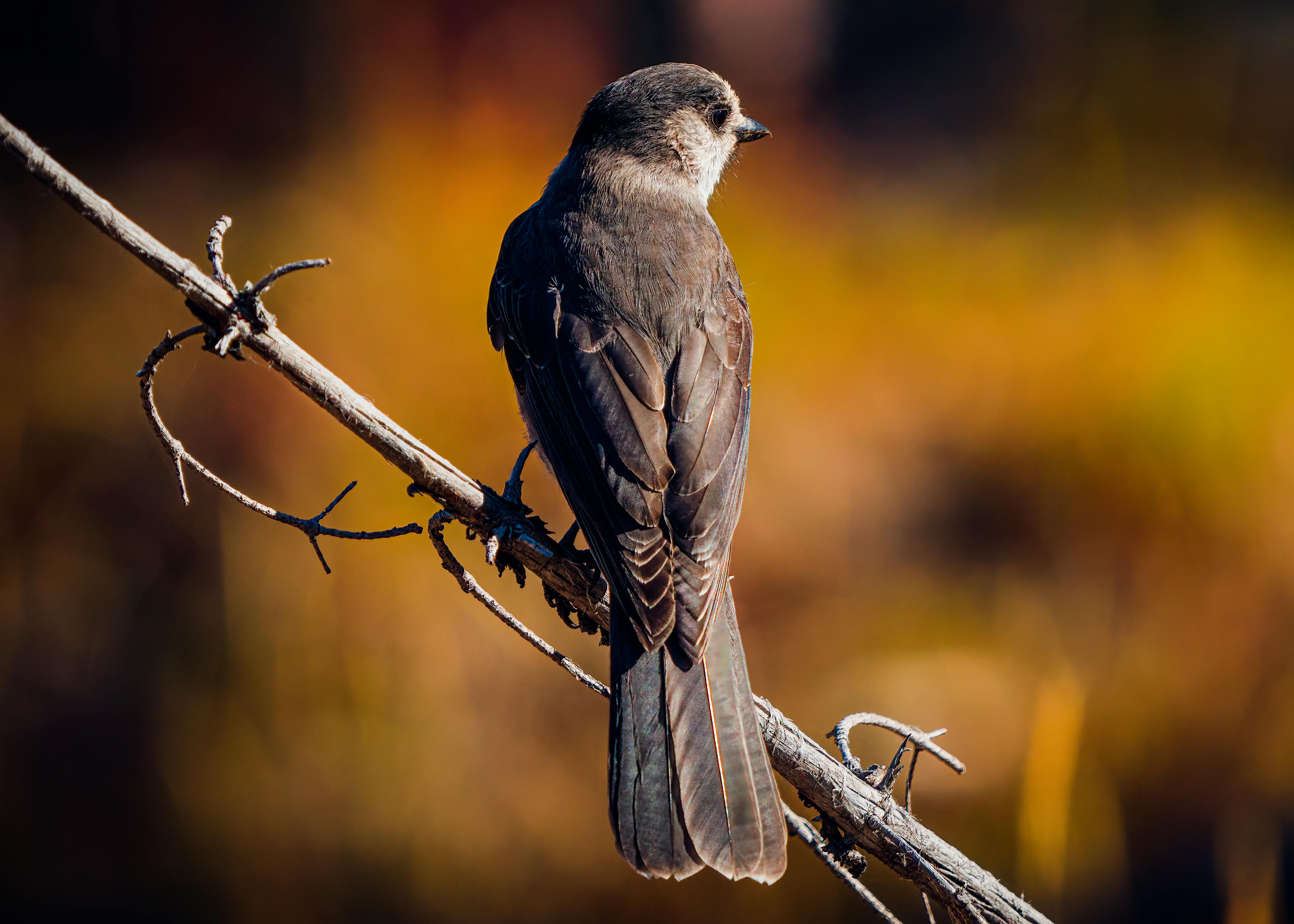 Close-Up Shot of a Bird · Free Stock Photo