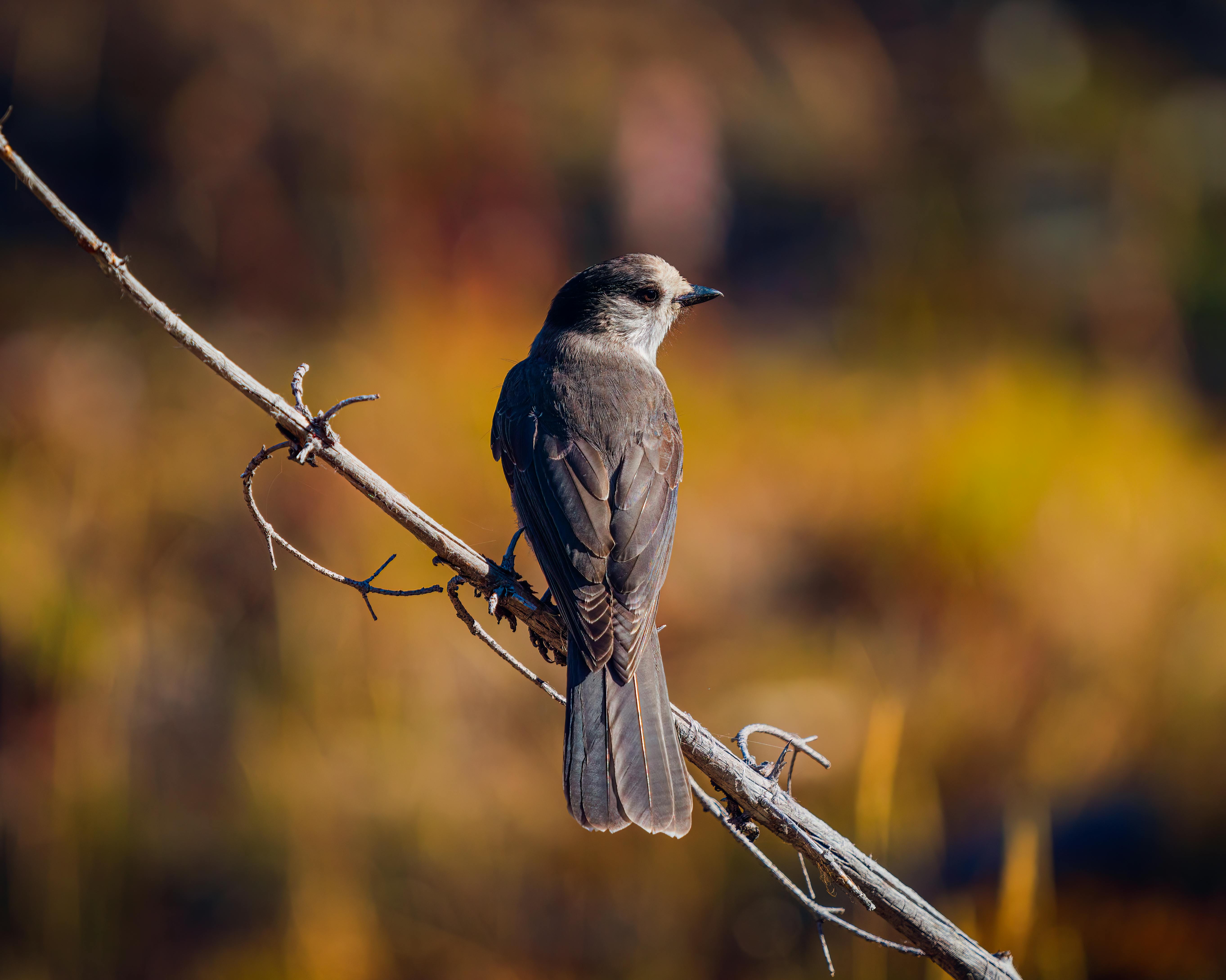Photo of Birds Perched on a Bare Tree · Free Stock Photo