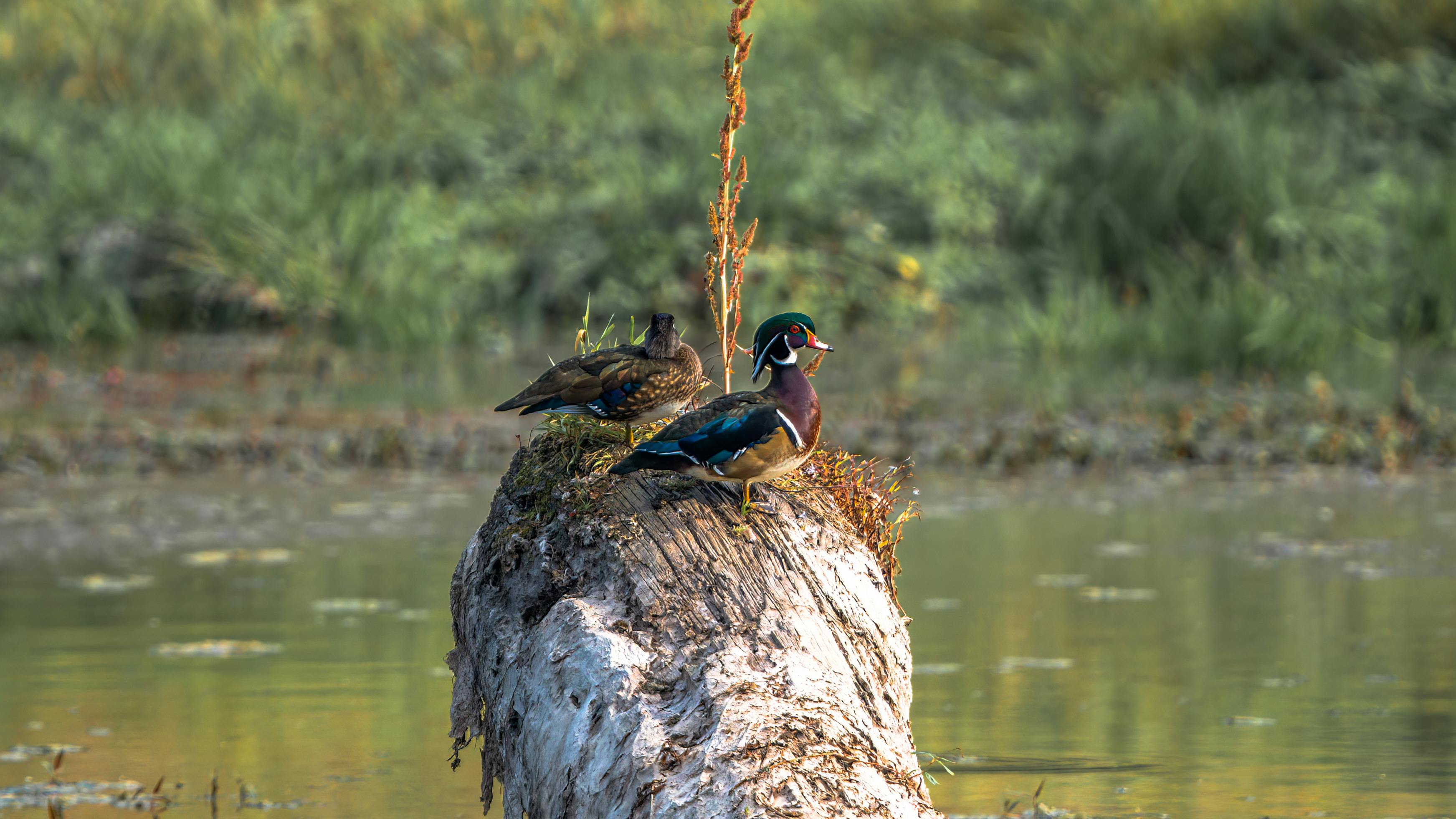 Two Wood Ducks on Brown Tree Trunk · Free Stock Photo