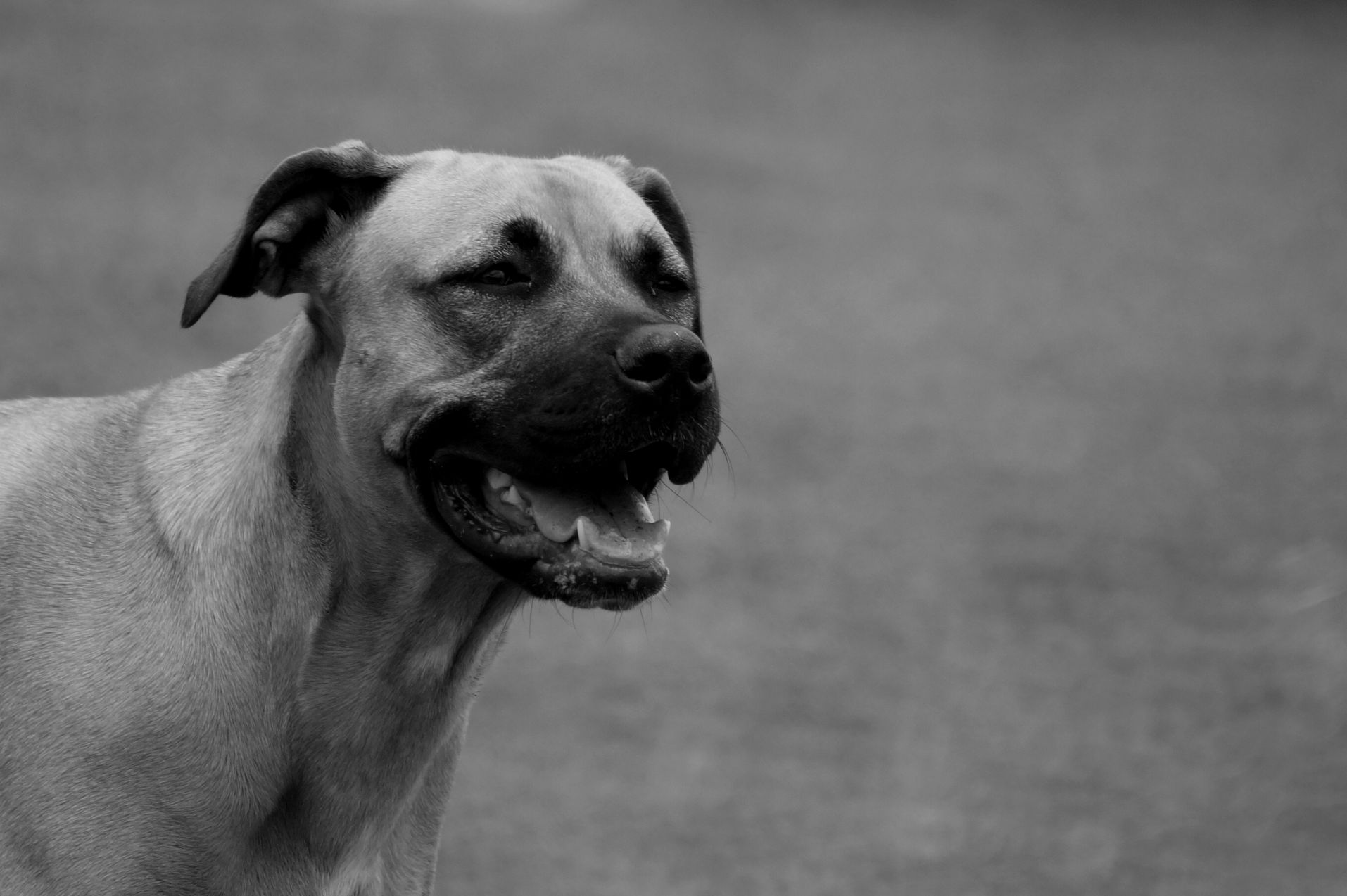Discovering the Treeing Walker Coonhound Mix: Traits & Care