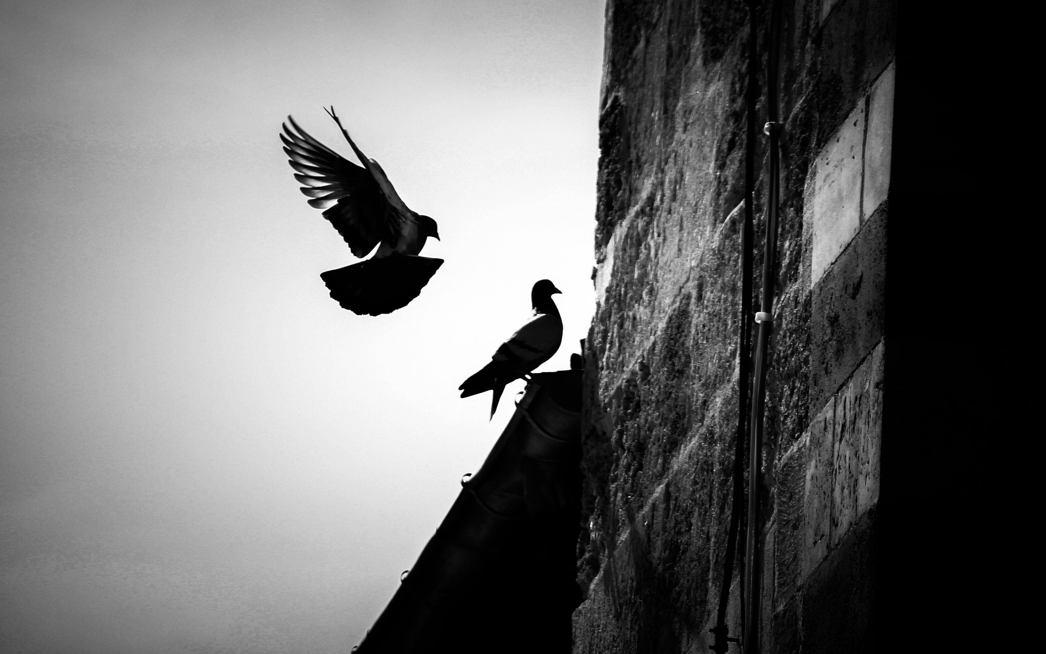 Pigeons Dark Photos, Download The BEST Free Pigeons Dark Stock Photos ...