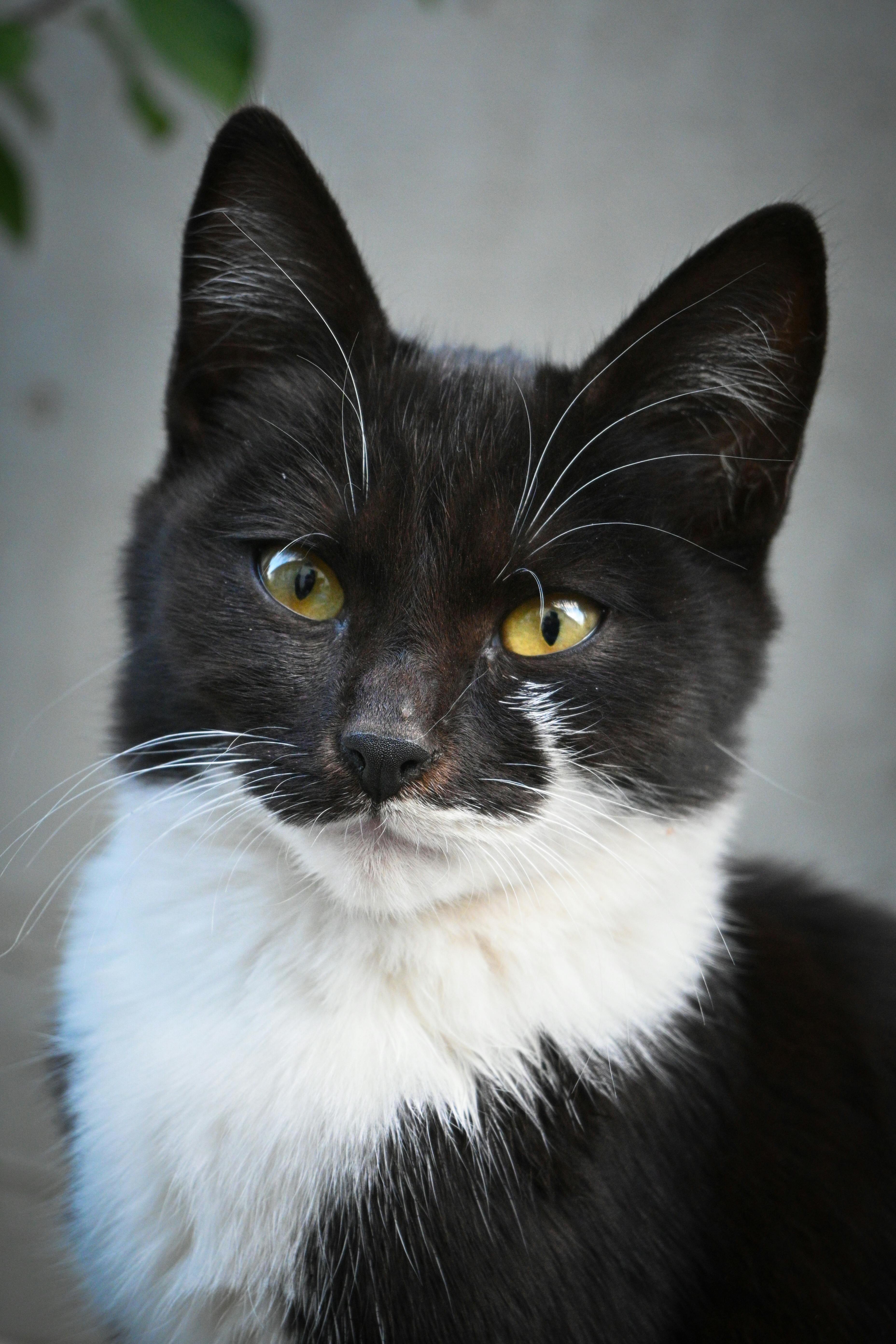 Close-up Photo of a Bicolor Cat · Free Stock Photo