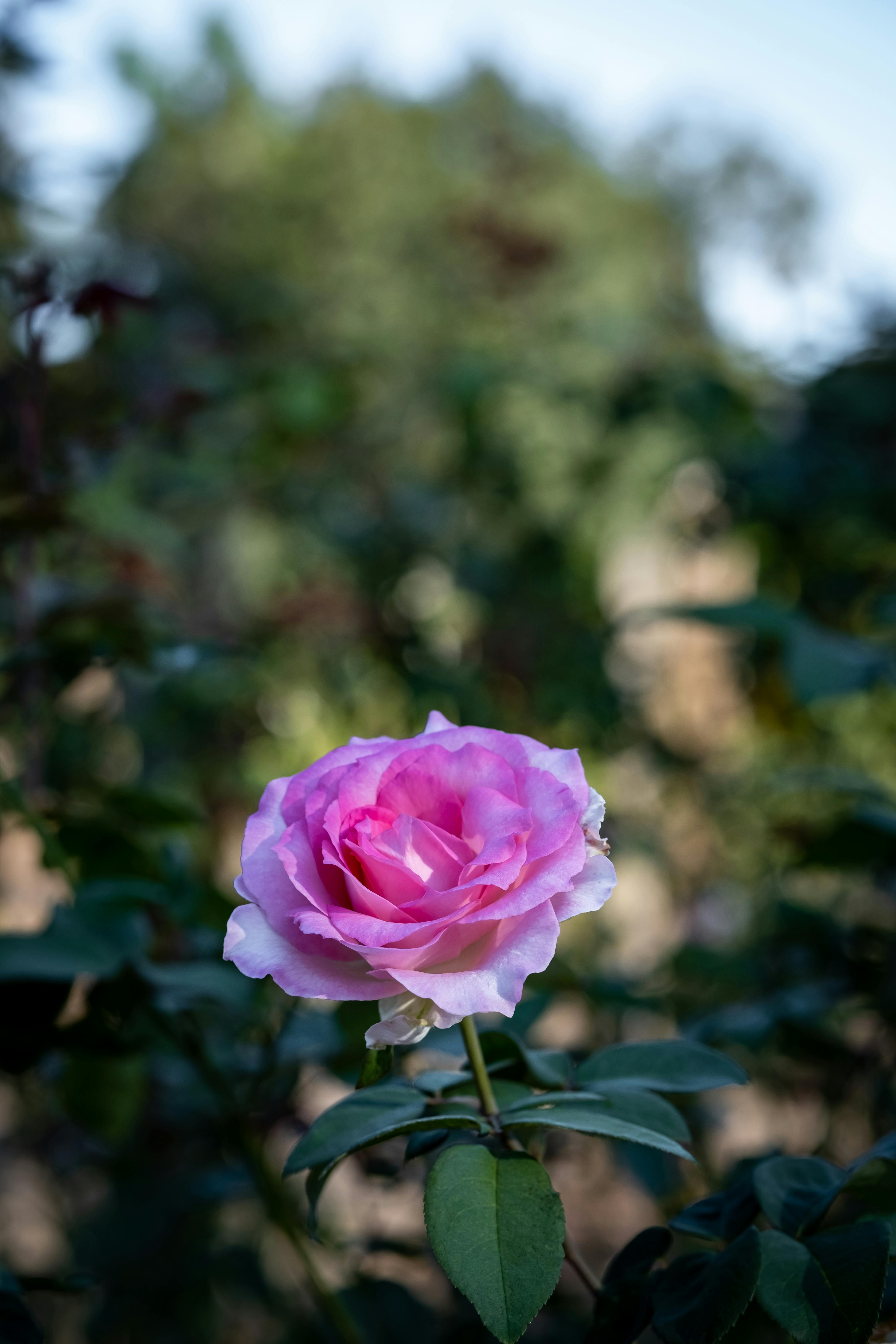 Pink Rose in Bloom · Free Stock Photo