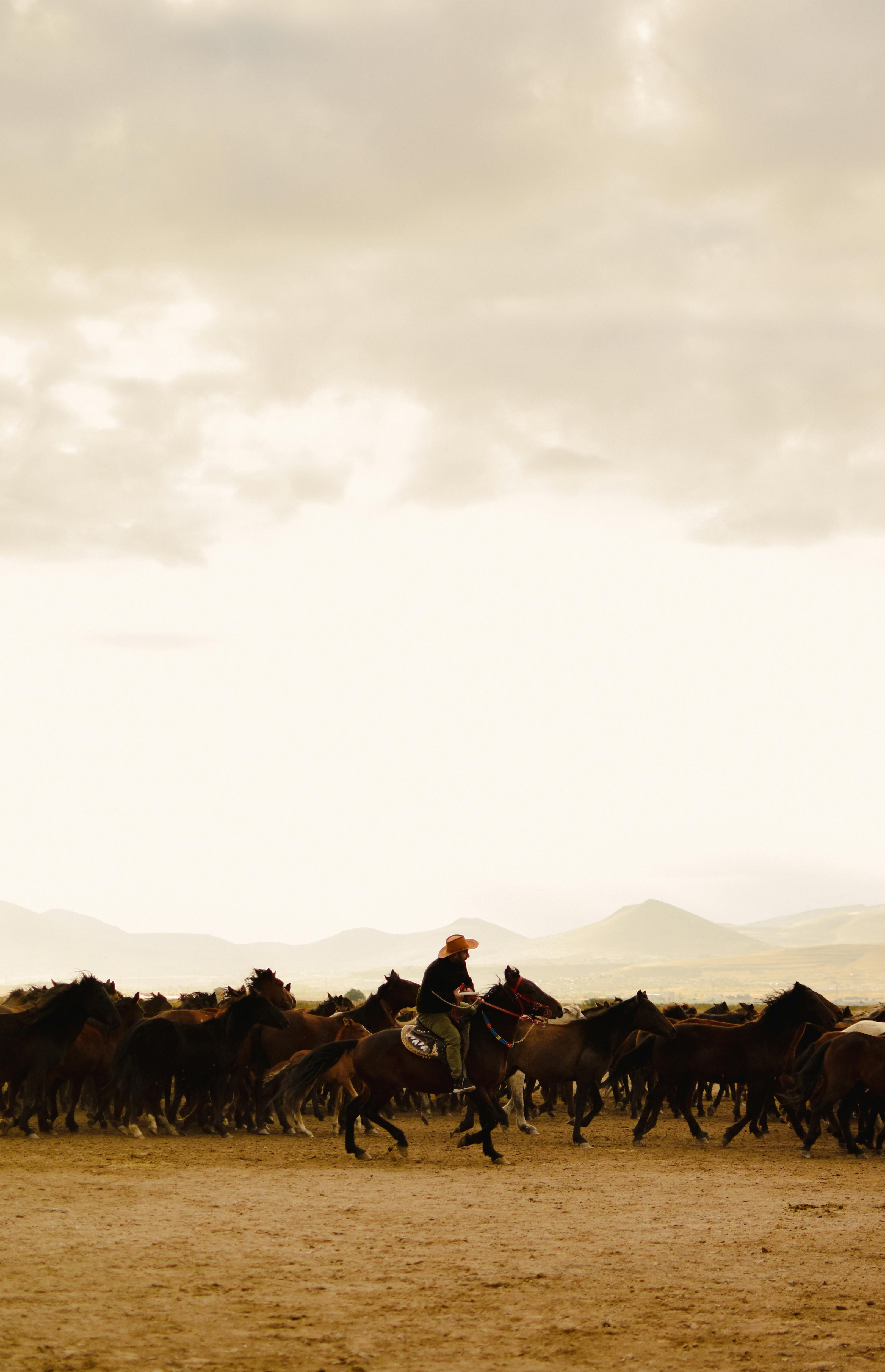 Cowboy Taming Horse in Herd · Free Stock Photo