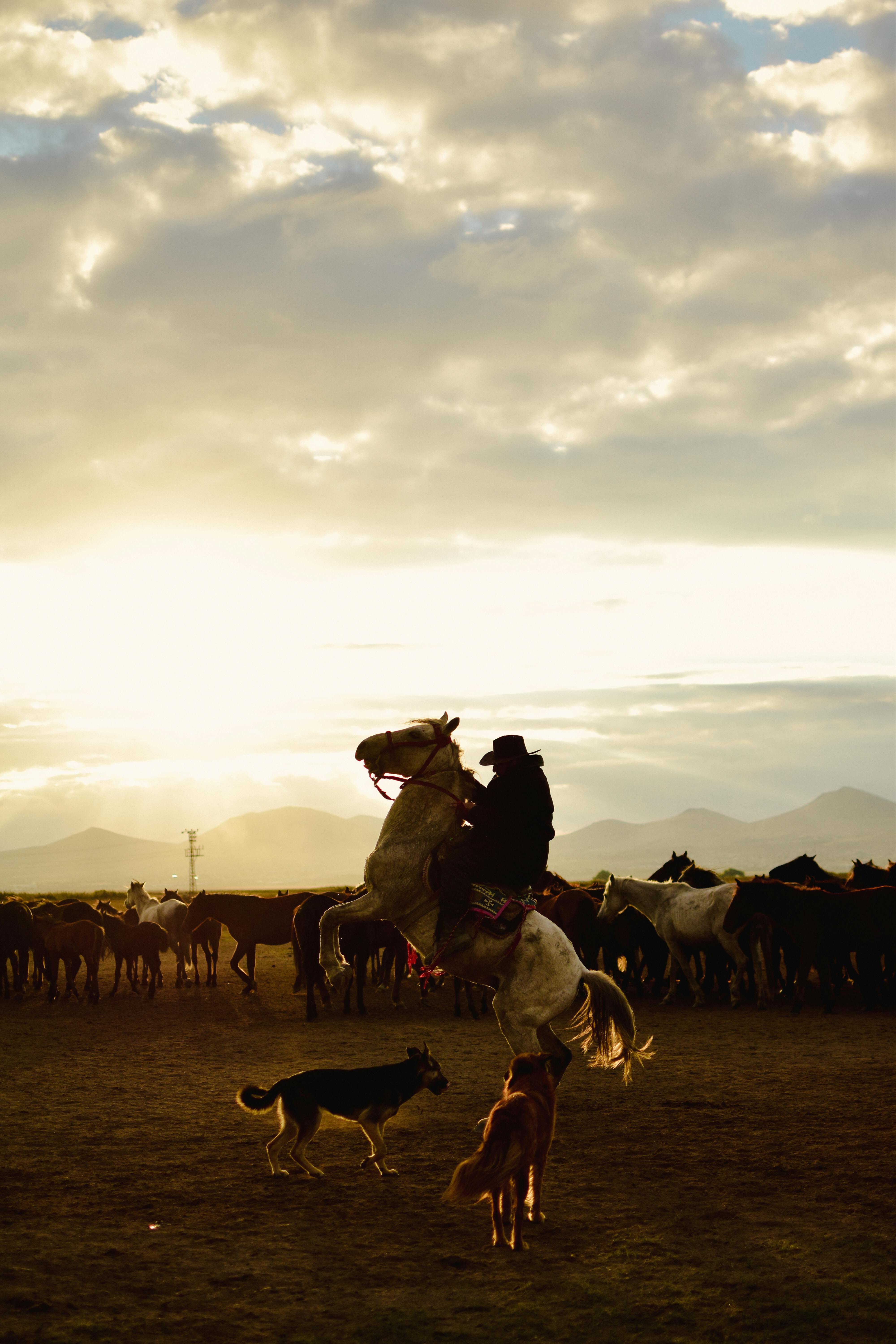 Man Riding a Horse and Dogs · Free Stock Photo