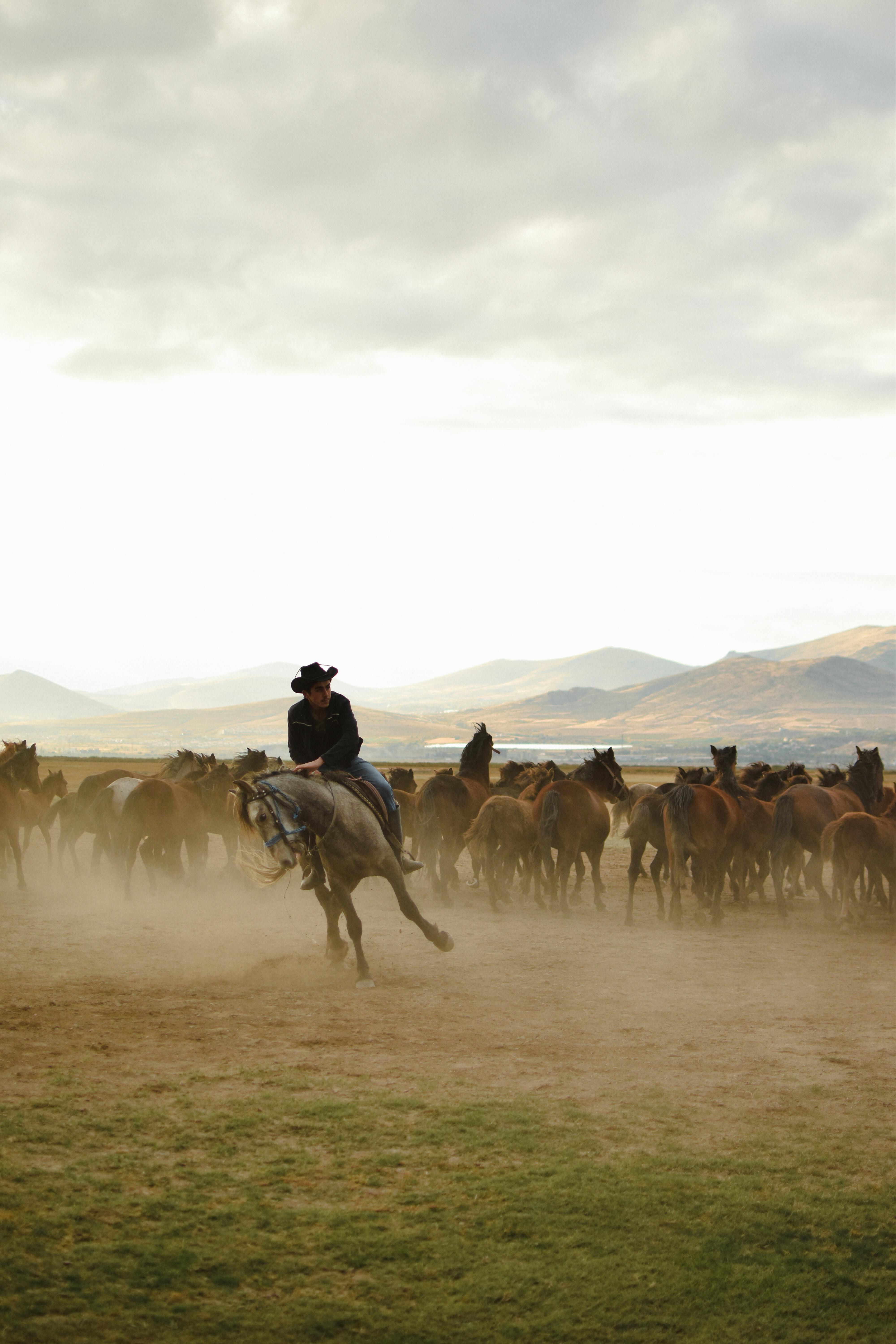 Cowboy Taming Horse in Herd · Free Stock Photo