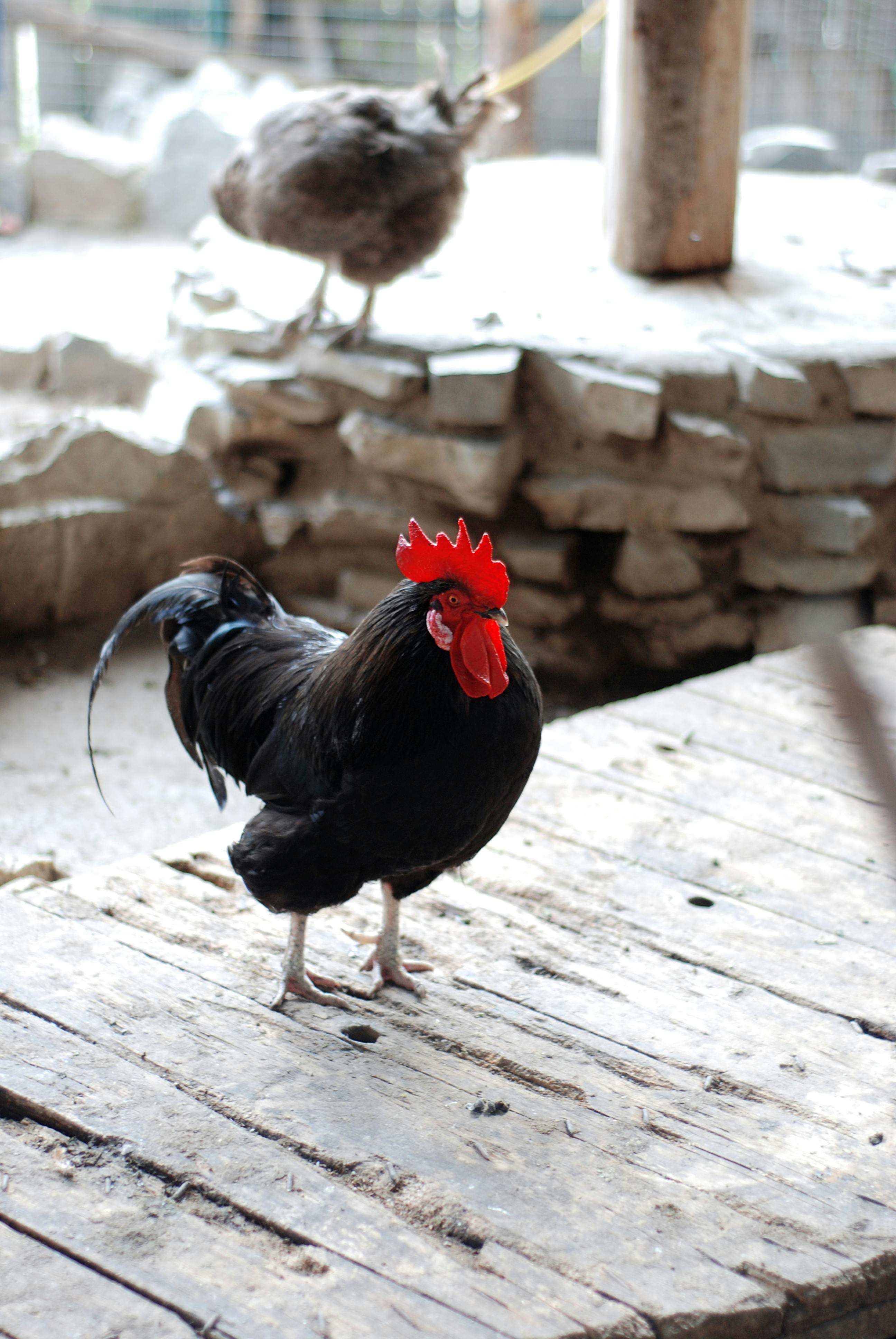 Person Carrying a Rooster · Free Stock Photo