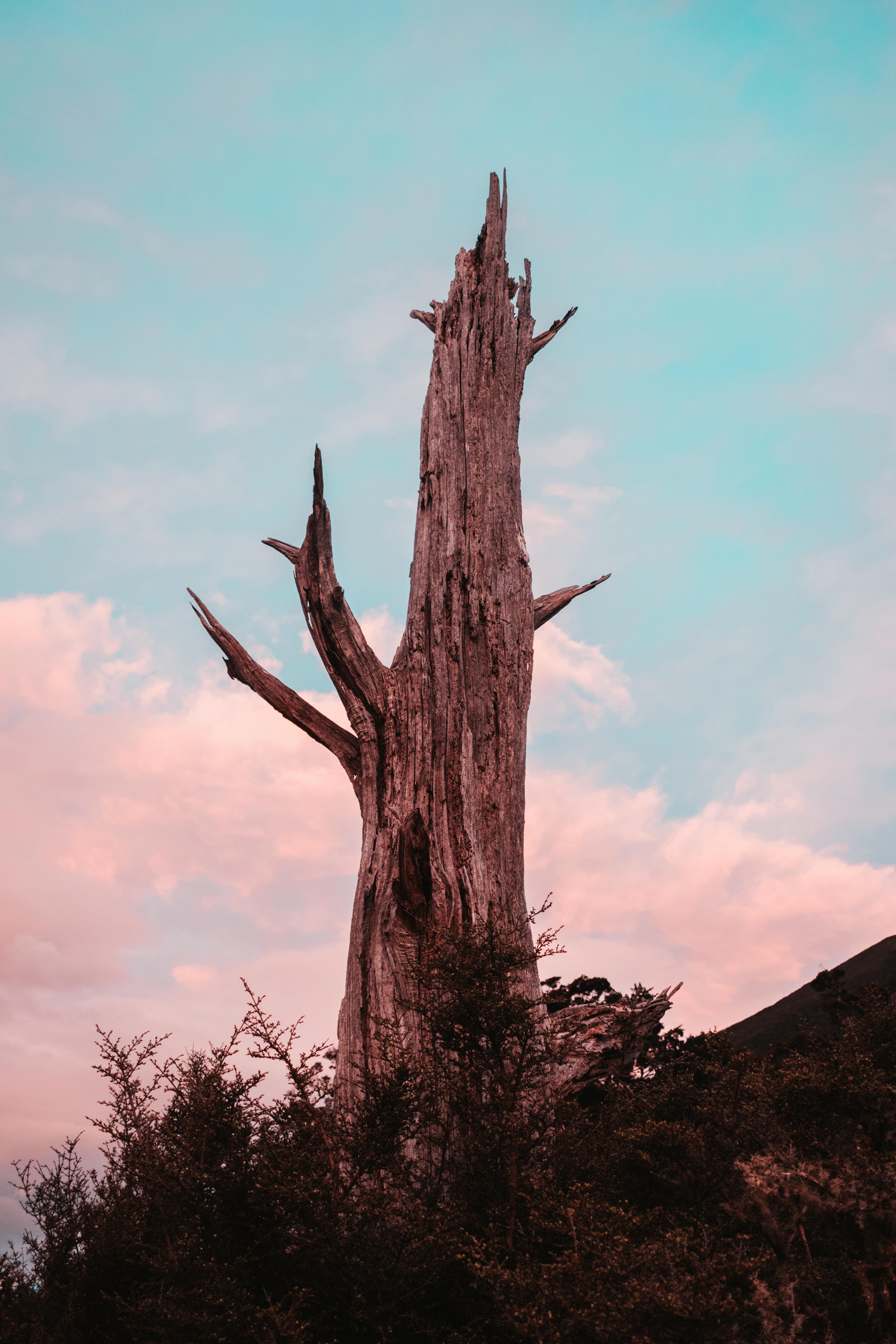 A Dead Tree · Free Stock Photo