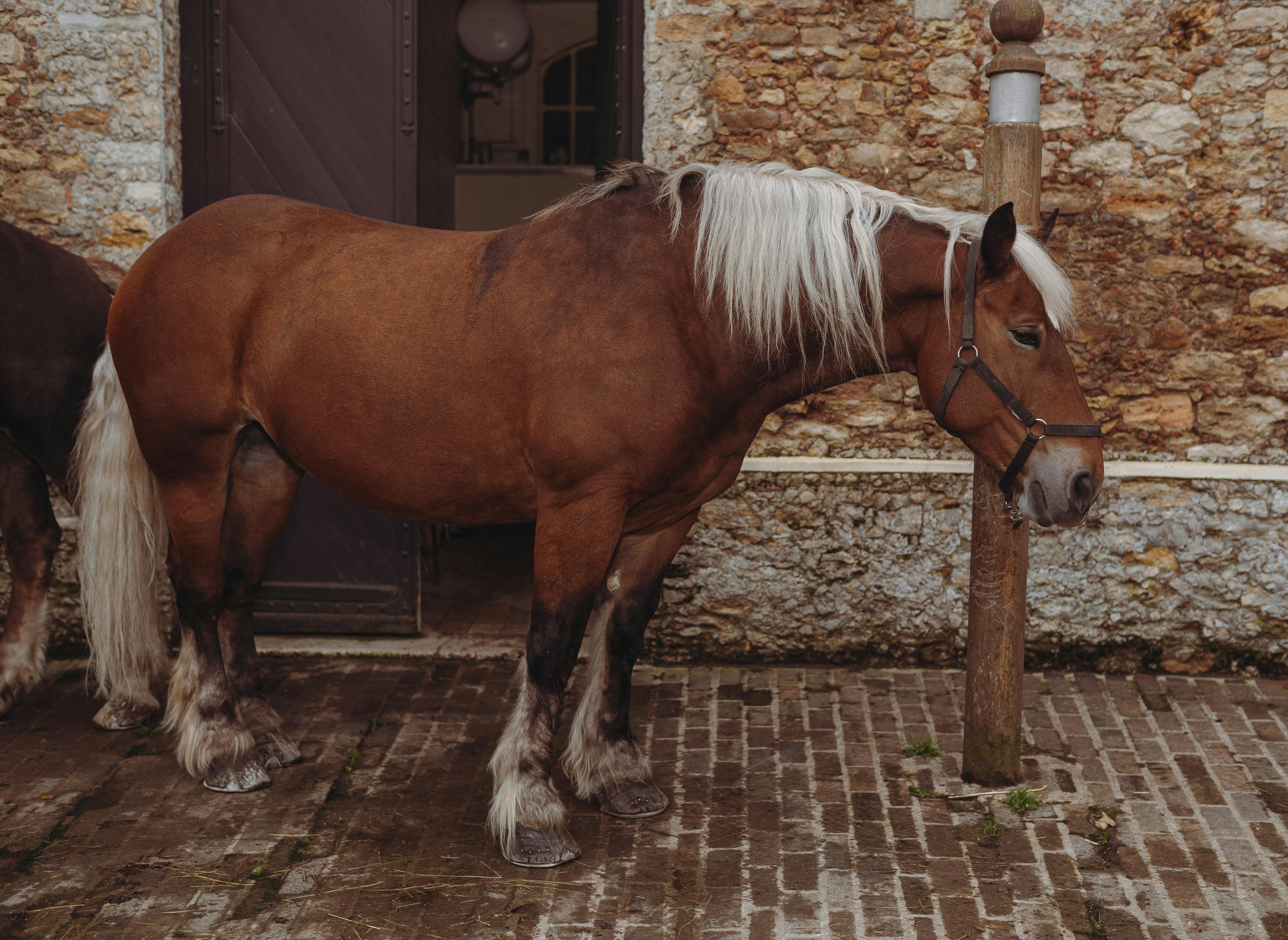 Horse Side View Photos, Download The BEST Free Horse Side View Stock ...