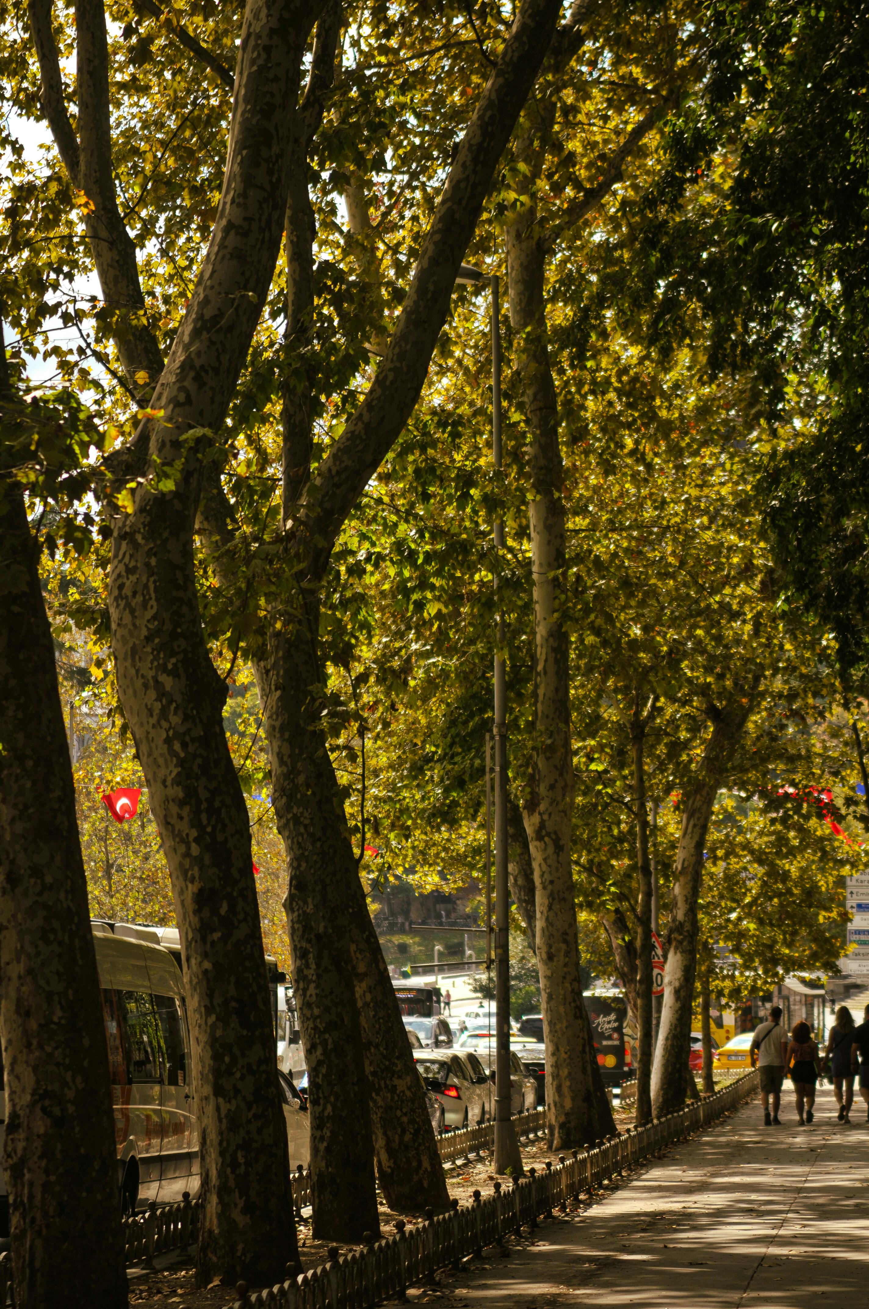 Sidewalk in the Shade of Trees · Free Stock Photo