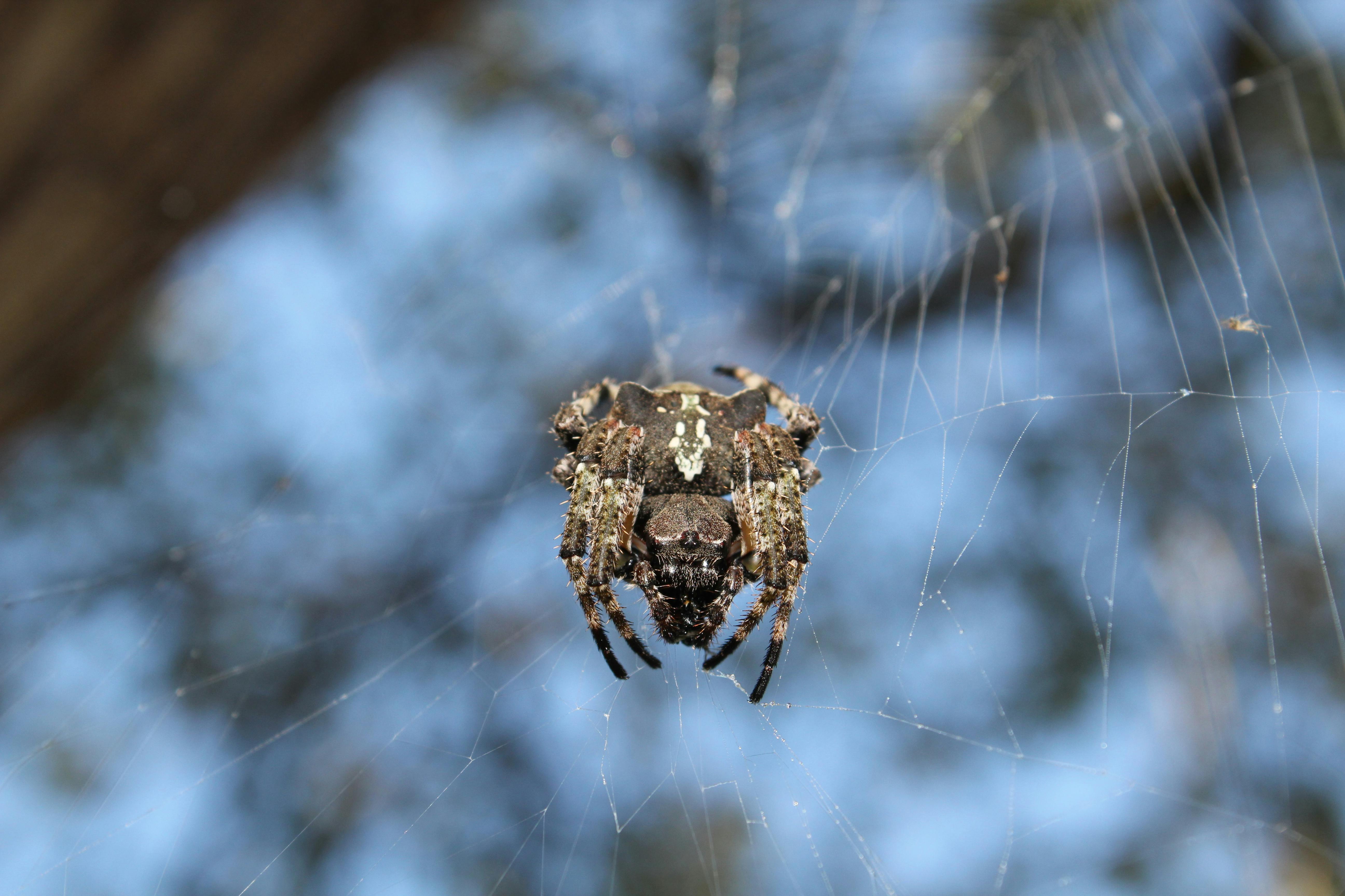 Spider Fixing its Web · Free Stock Photo