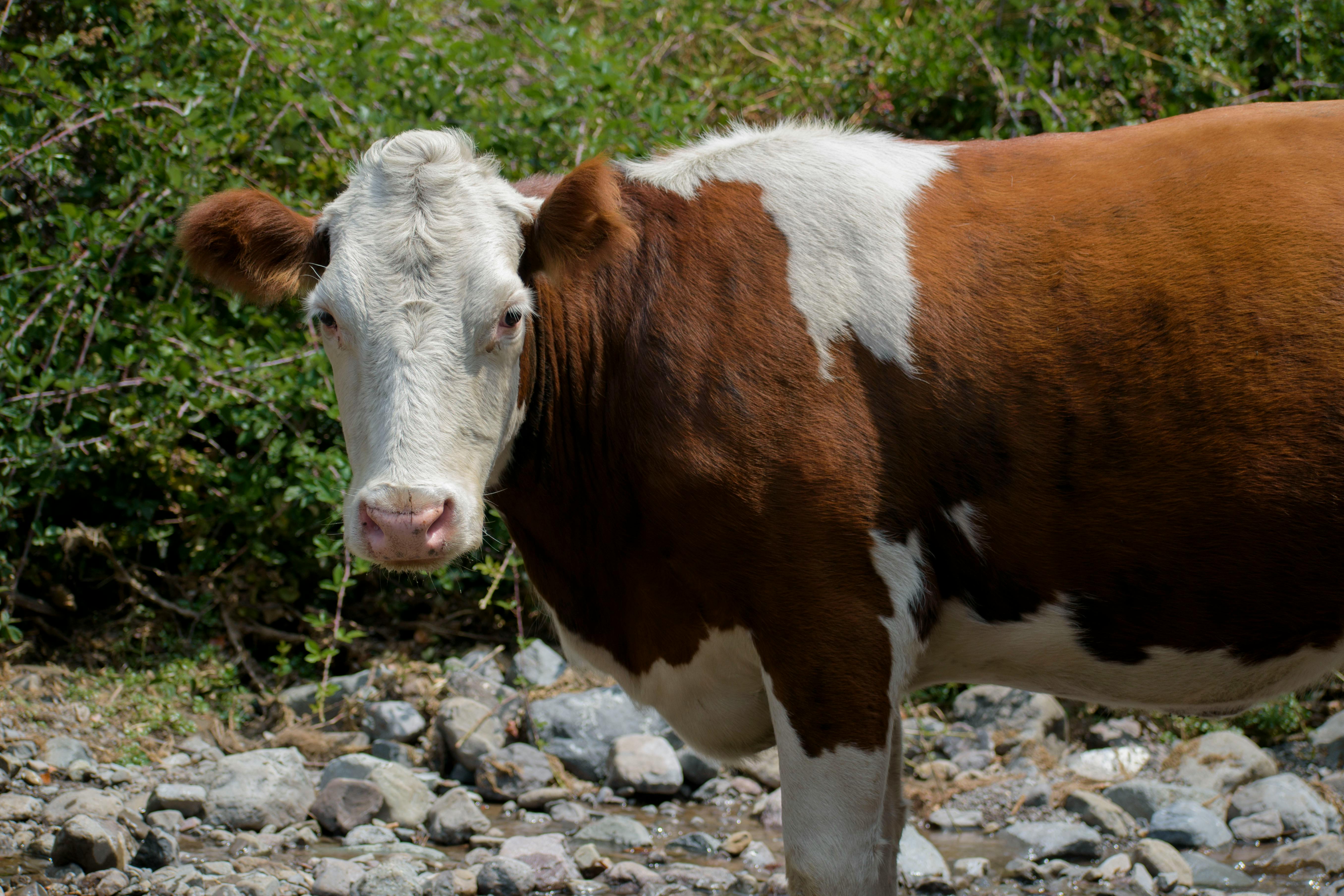 Brown and White Cow on Green Grass Field · Free Stock Photo