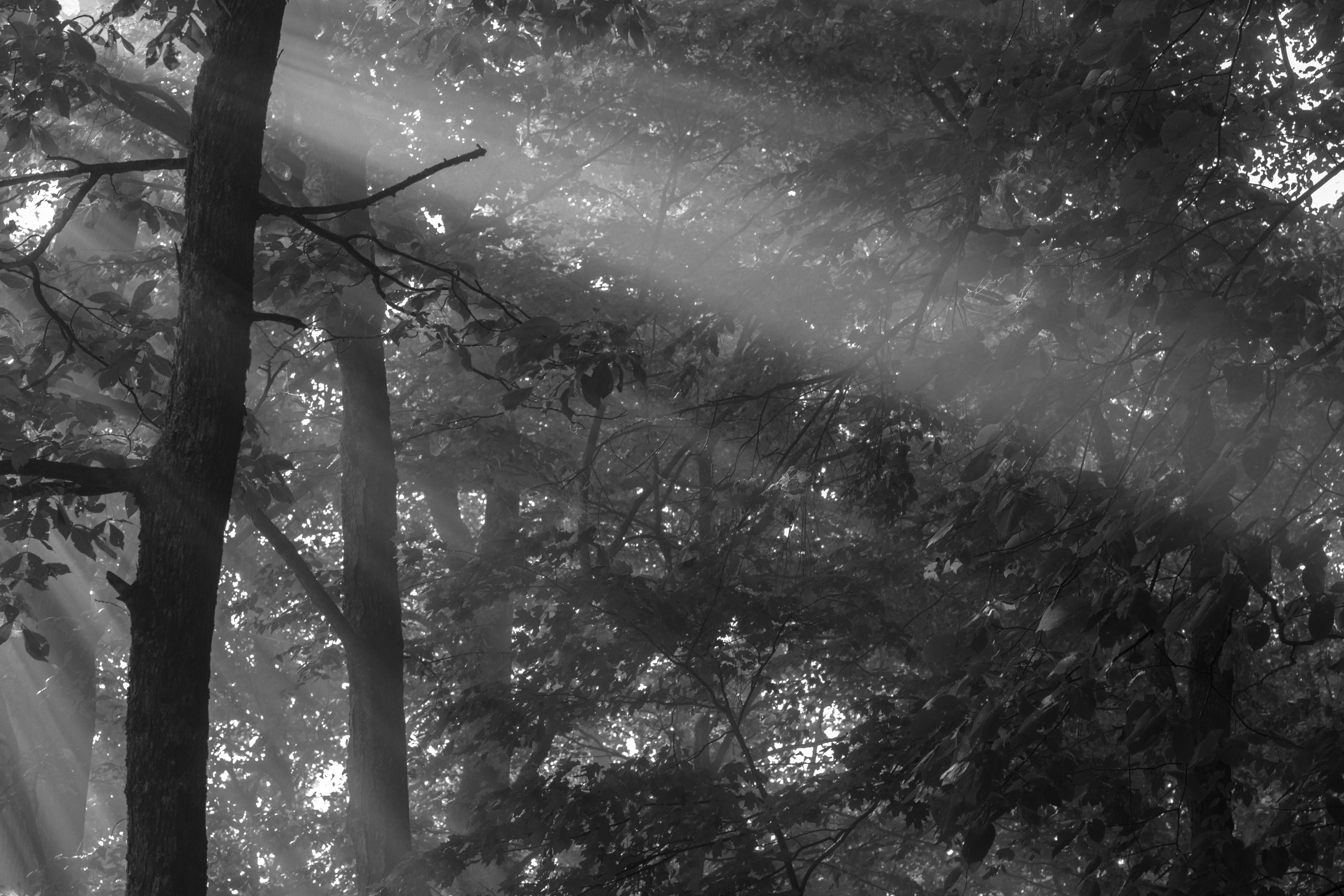 Grayscale Photo of Trees in the Forest · Free Stock Photo