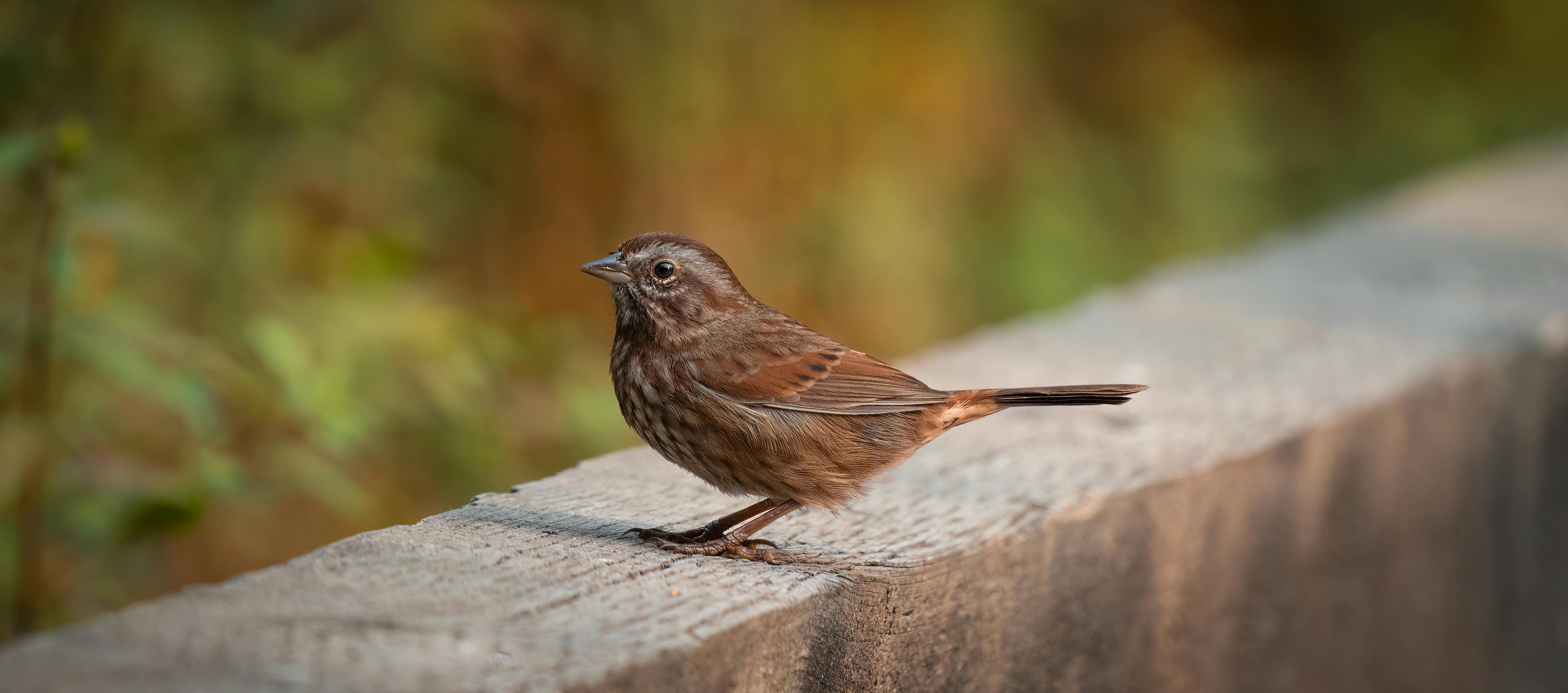 Sparrow Changing Directions Mid Flight · Free Stock Photo