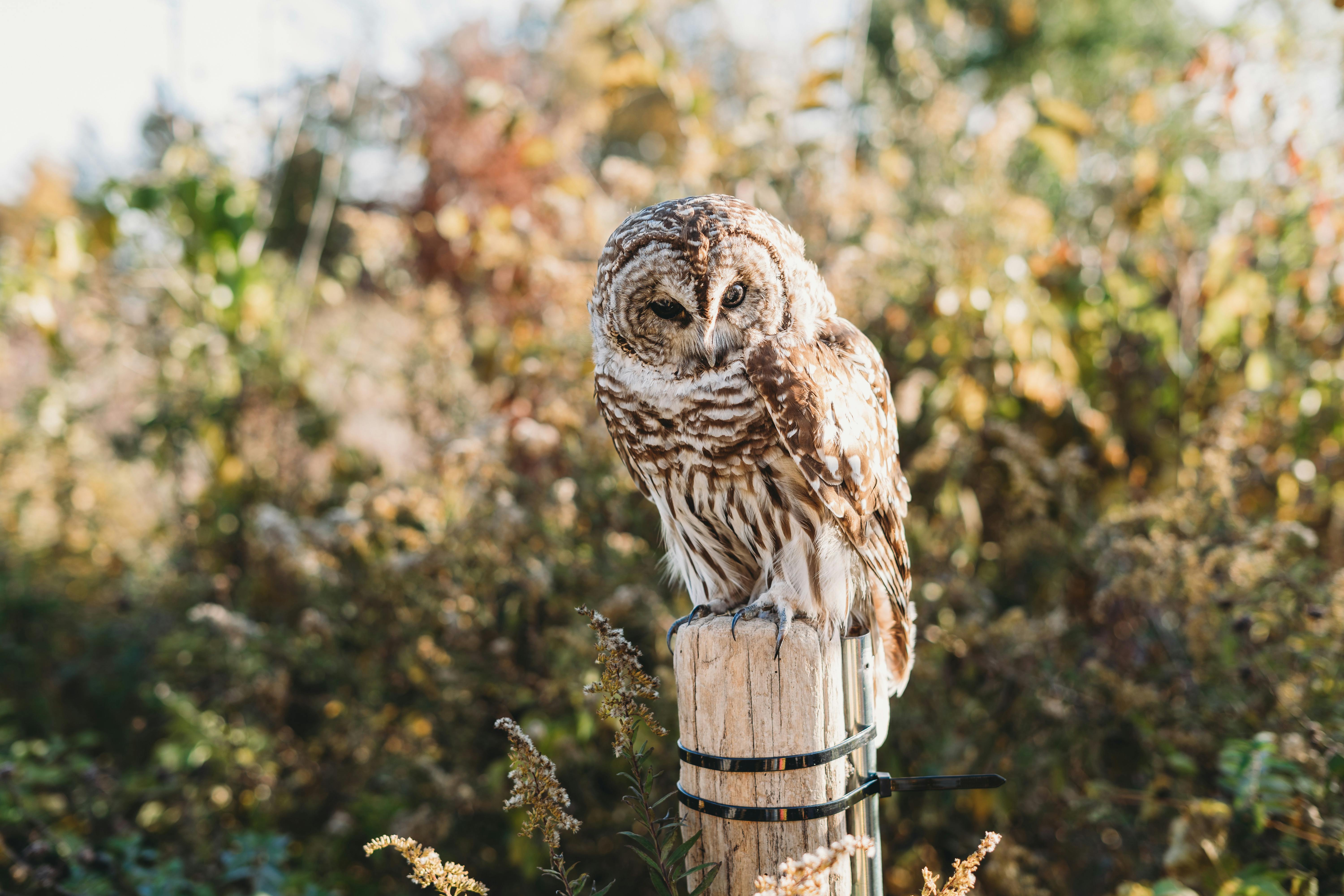 Close-Up Shot of a Barred Owl Perched on Wooden Post · Free Stock Photo