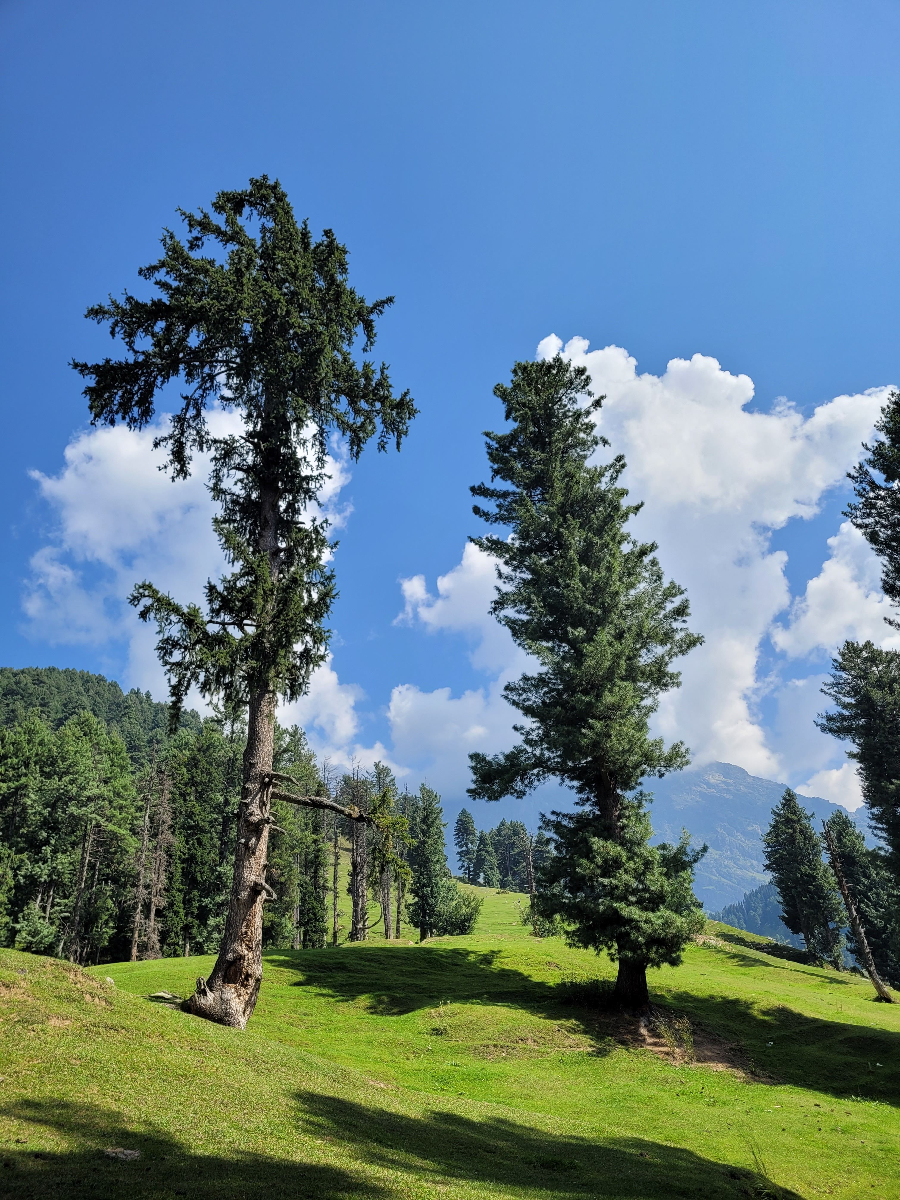 White Clouds and Blue Sky over Trees · Free Stock Photo