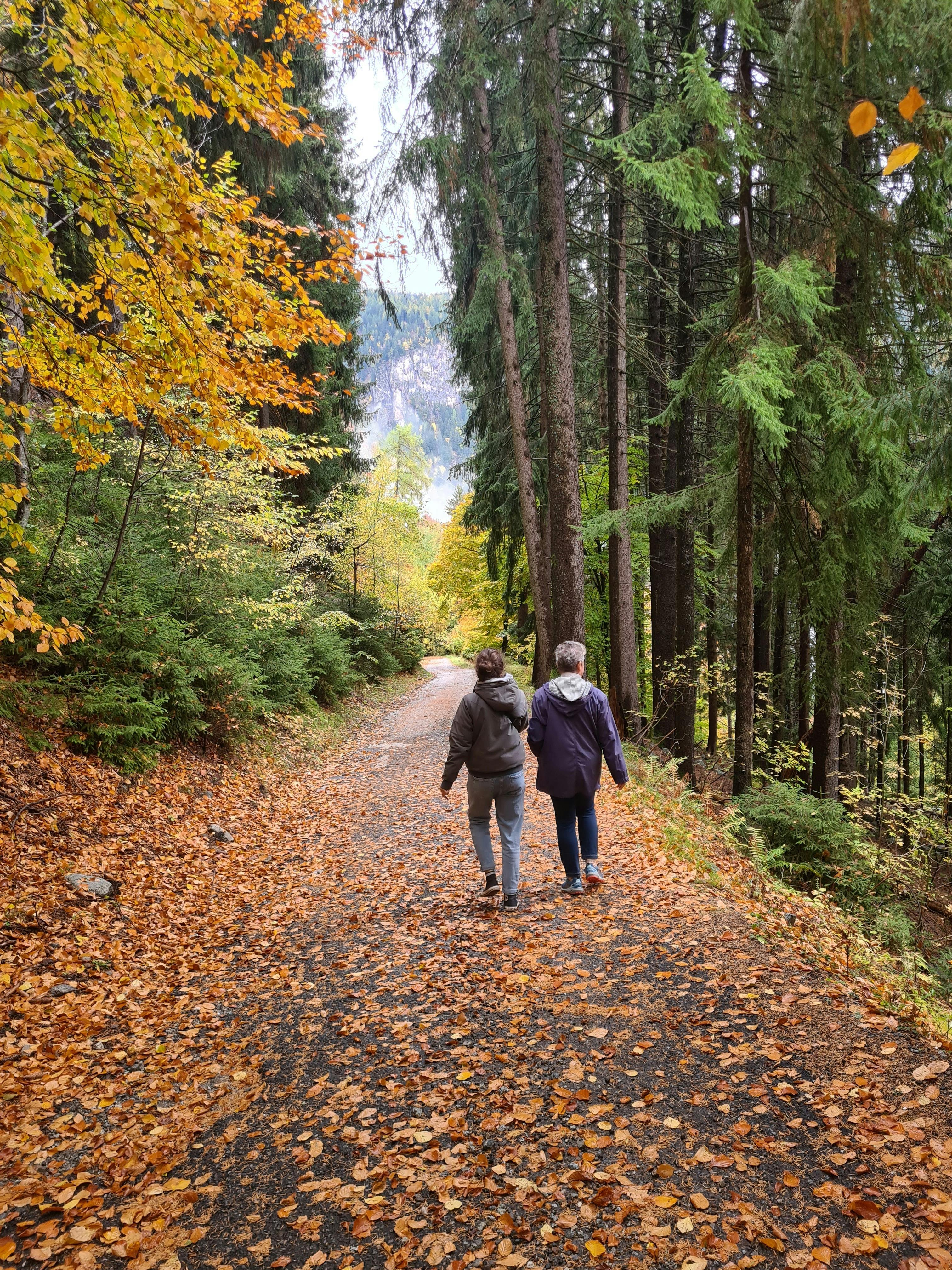 People Walking on a Pathway Between Trees · Free Stock Photo