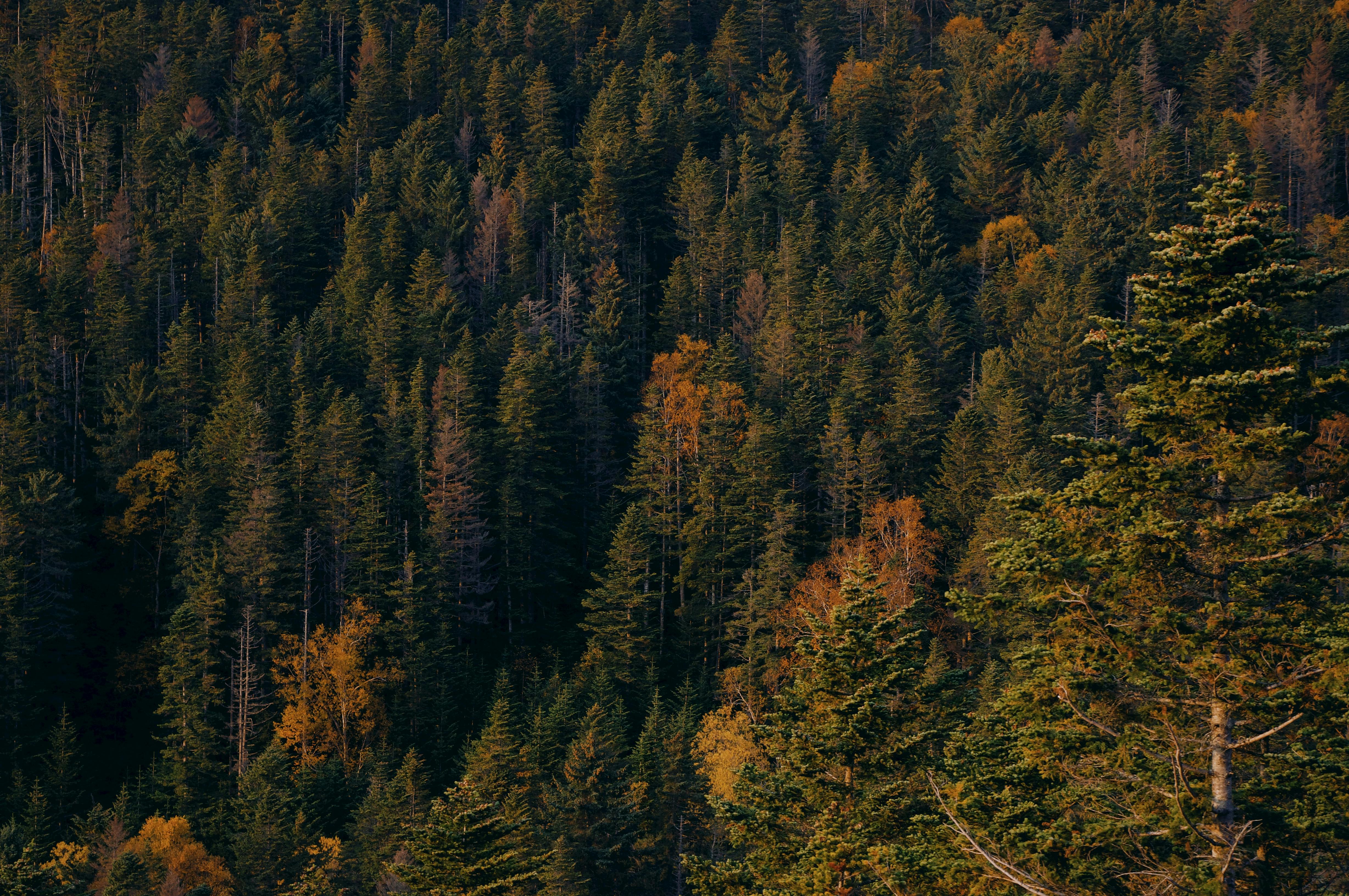 Pine Trees on Mountain Area · Free Stock Photo