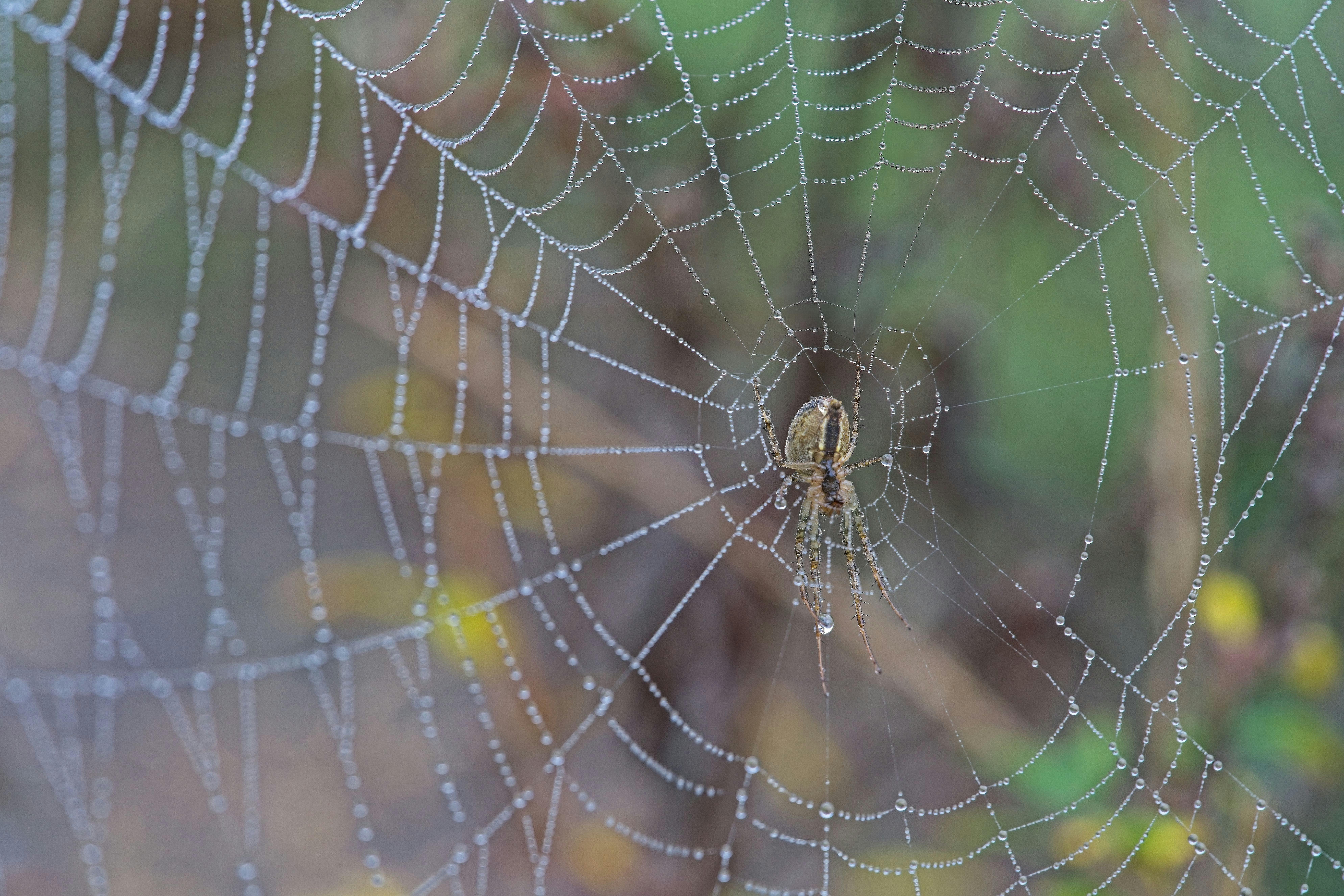 Close-up Photo of Spider Web · Free Stock Photo
