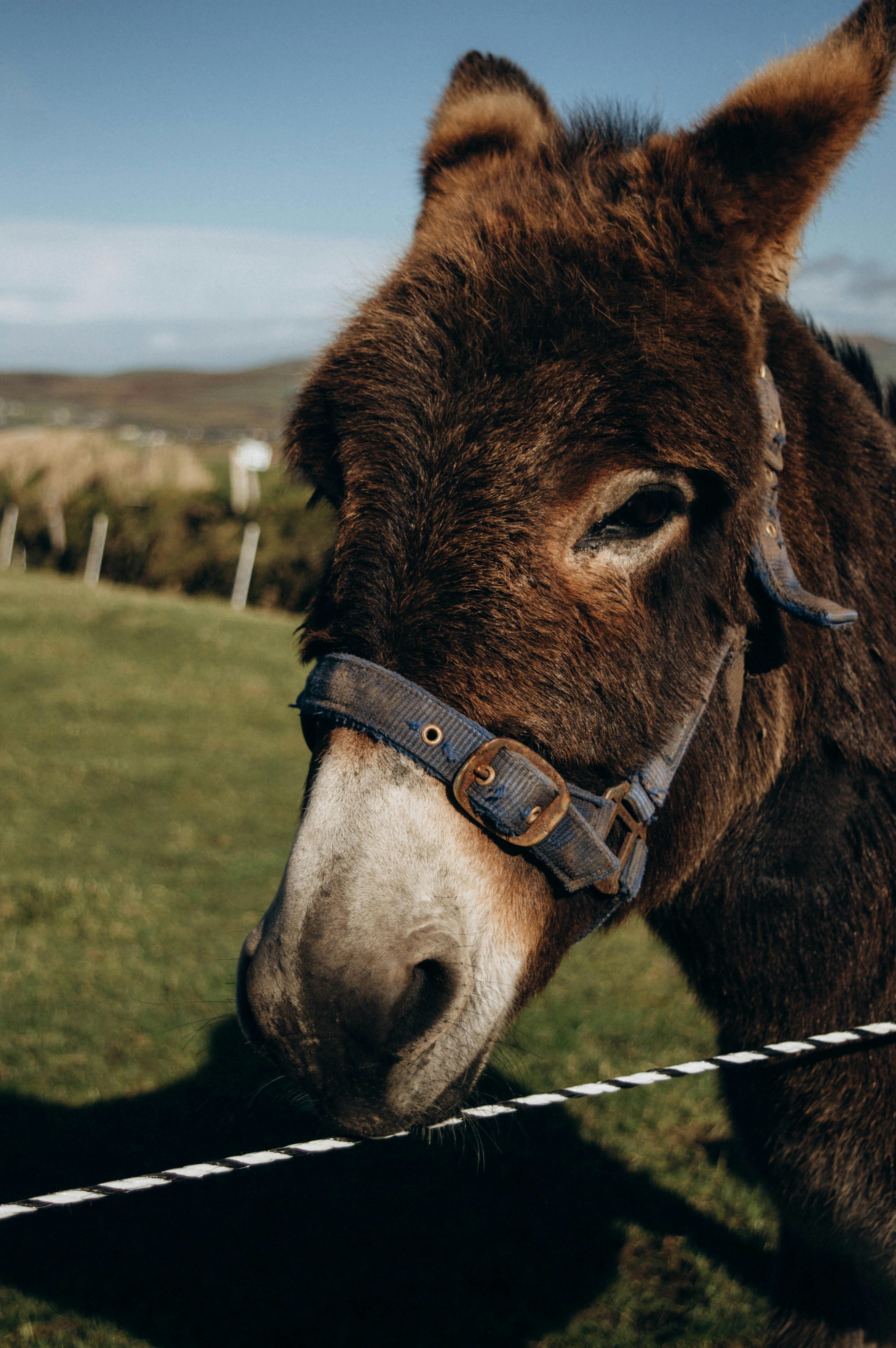 Brown Mule on a Brown Sand · Free Stock Photo