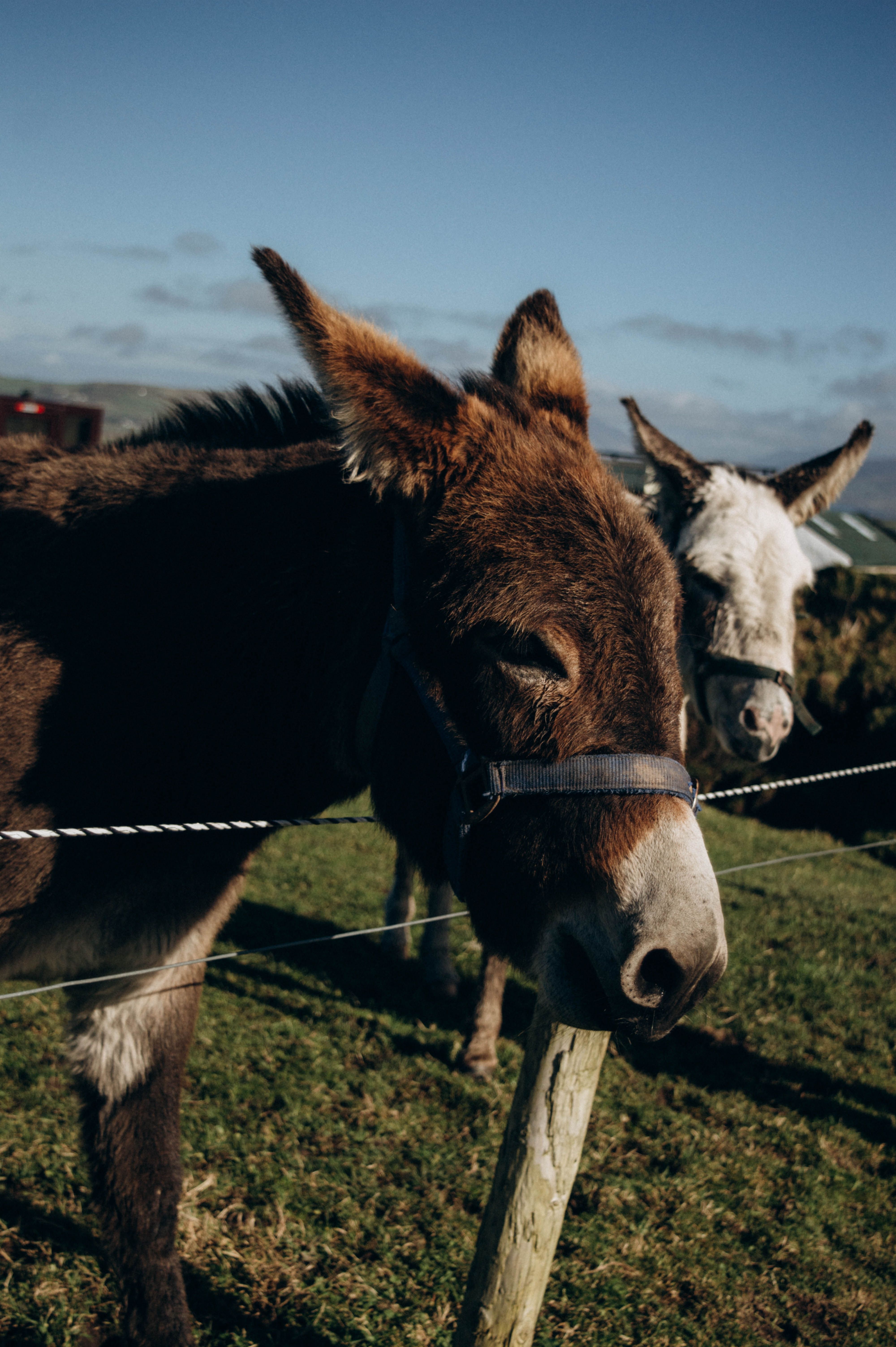 Donkey's Colt Photos, Download The BEST Free Donkey's Colt Stock Photos ...
