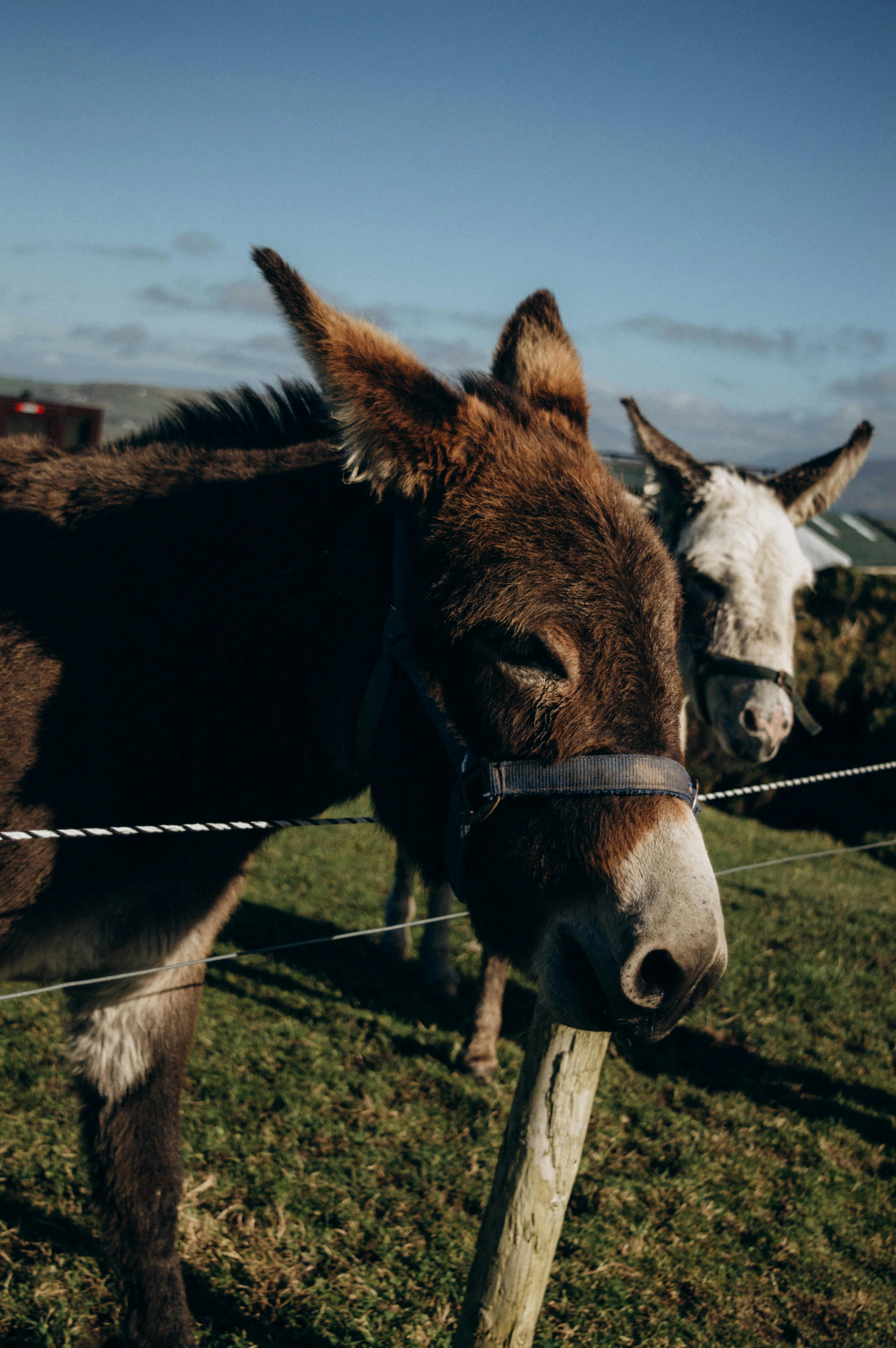 Donkeys Photos, Download The BEST Free Donkeys Stock Photos & HD Images